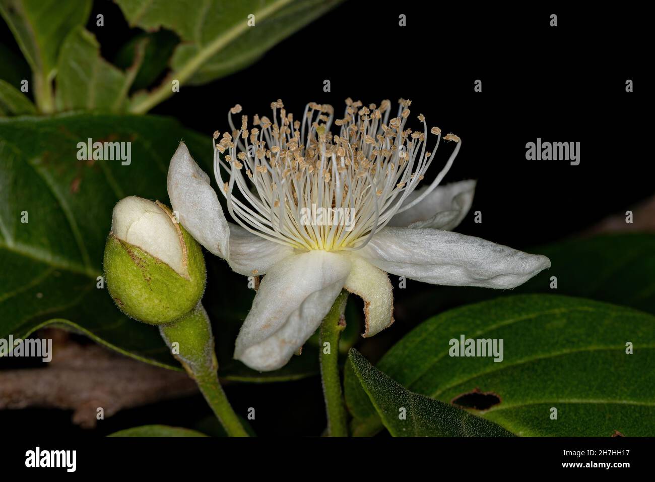 Guava flower psidium guajava hi-res stock photography and images - Alamy