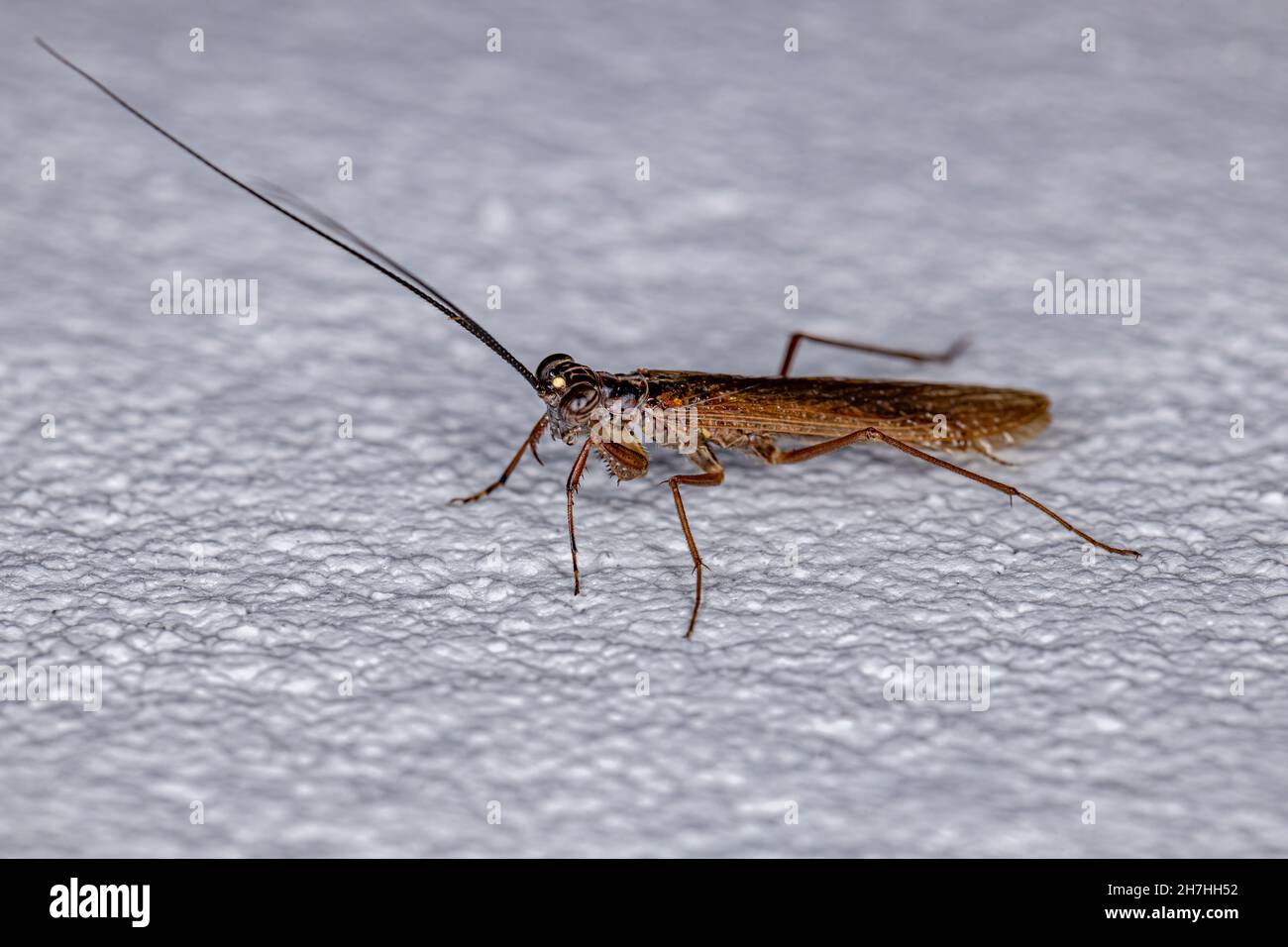 Adult Mantoidid Mantis of the Genus Mantoida Stock Photo - Alamy