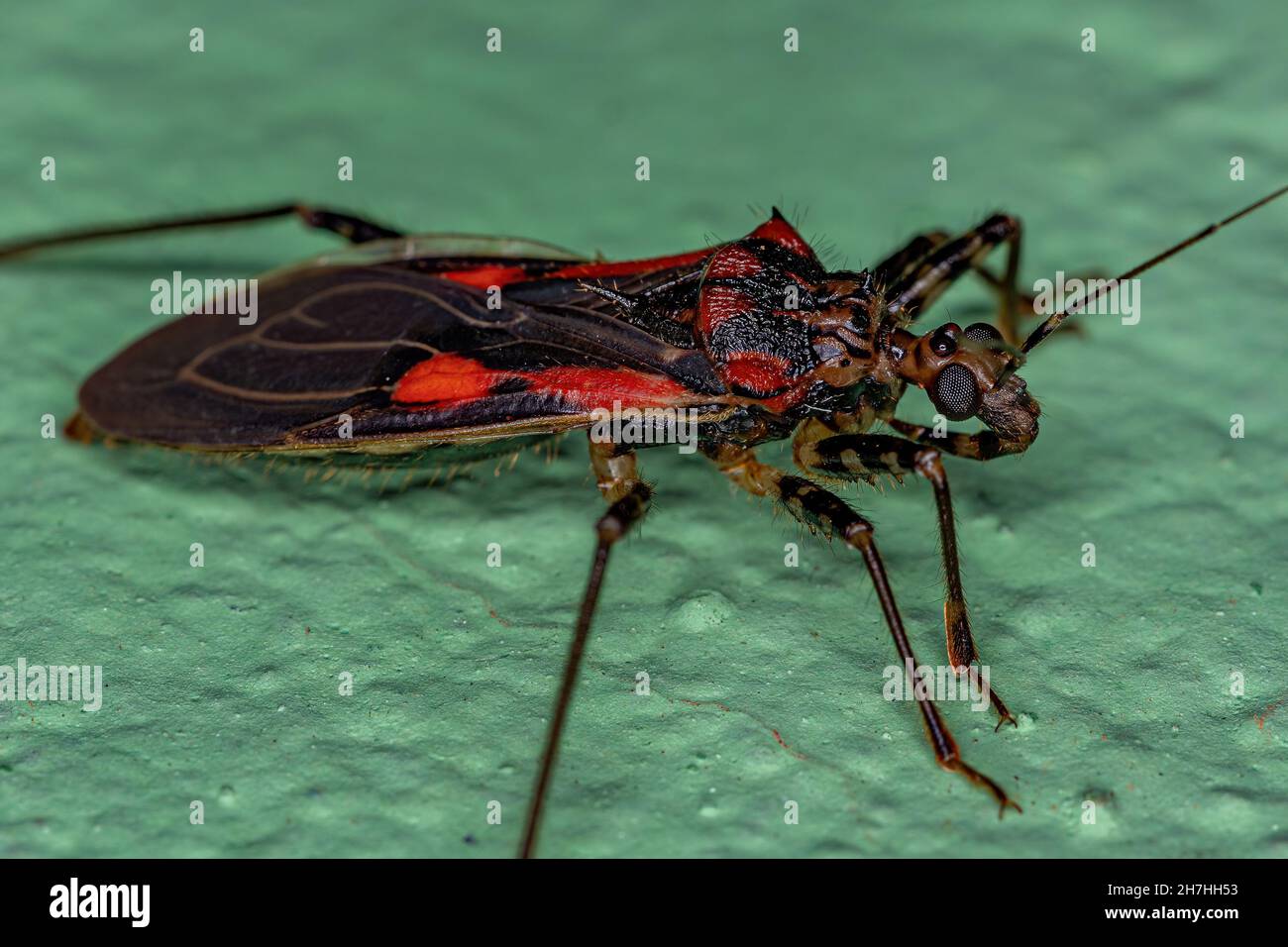 Adult Assassin Bug of the Family Reduviidae Stock Photo - Alamy
