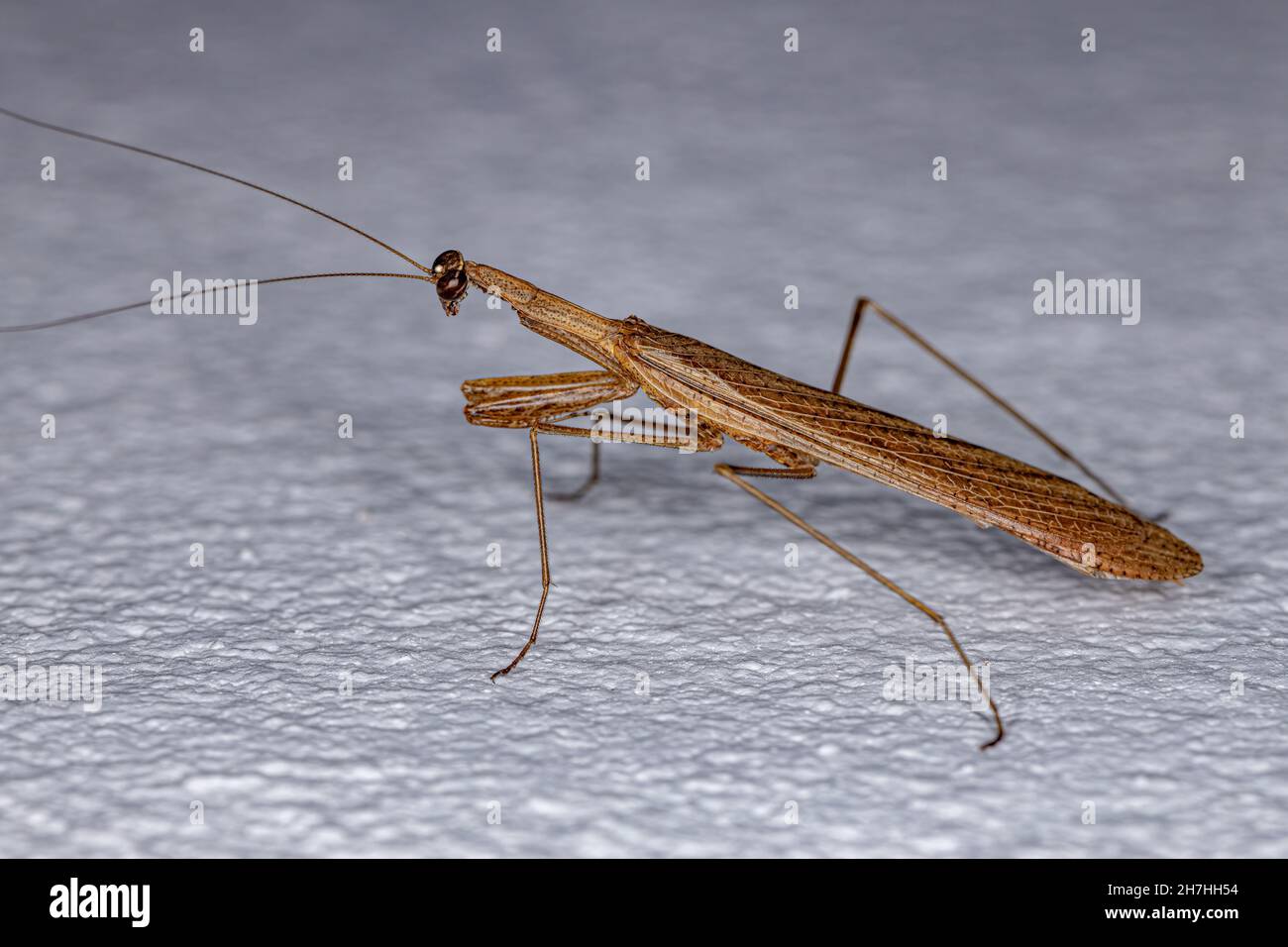 Mantodea family hi-res stock photography and images - Alamy