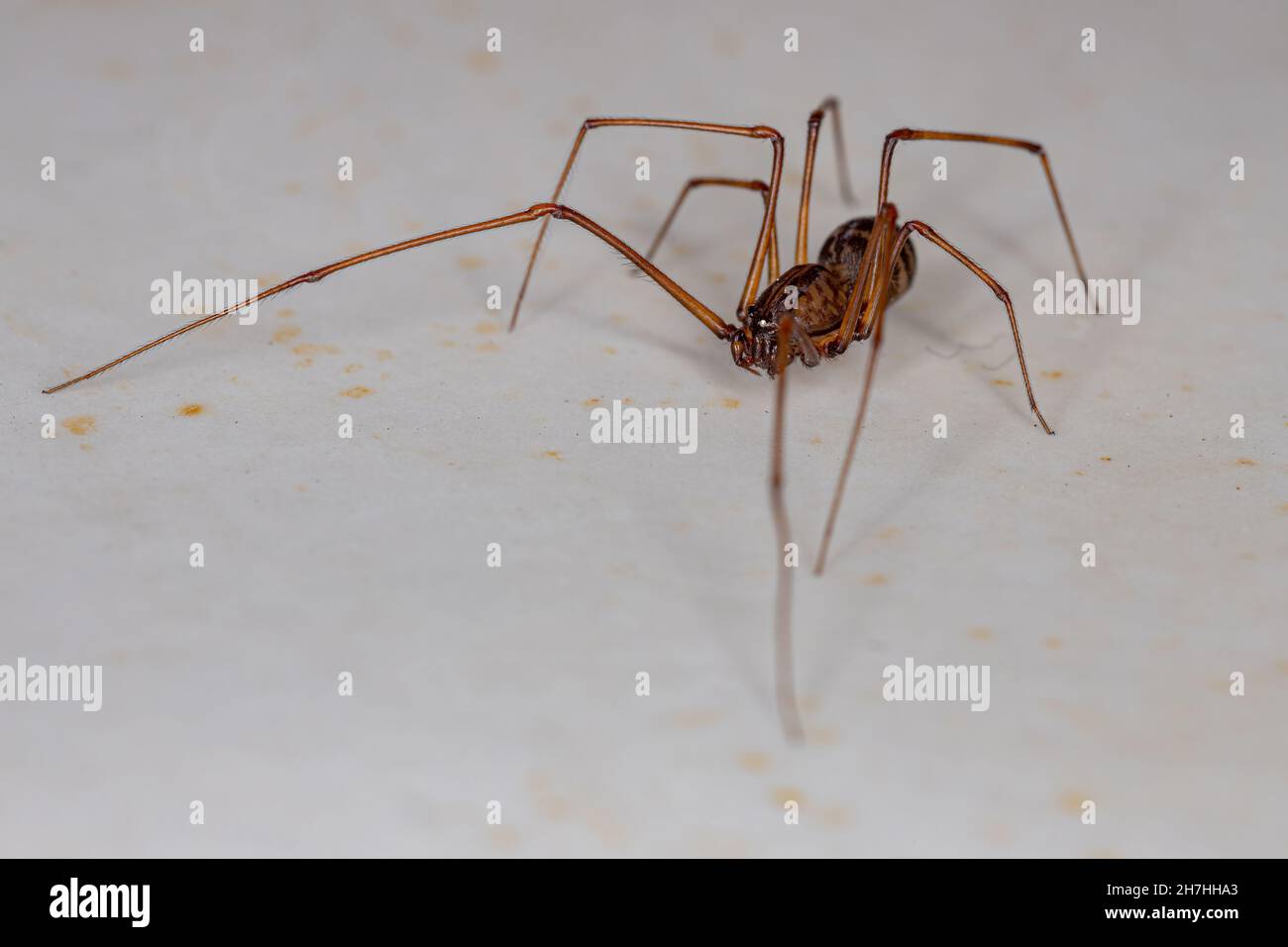 Adult Male Brown Spitting Spider of the genus Scytodes Stock Photo - Alamy