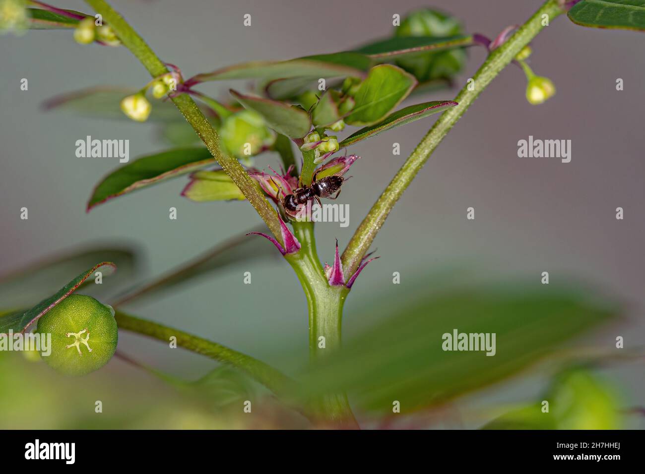 Adult Female Rover Ant of the Genus Brachymyrmex in a Mascarene Island ...