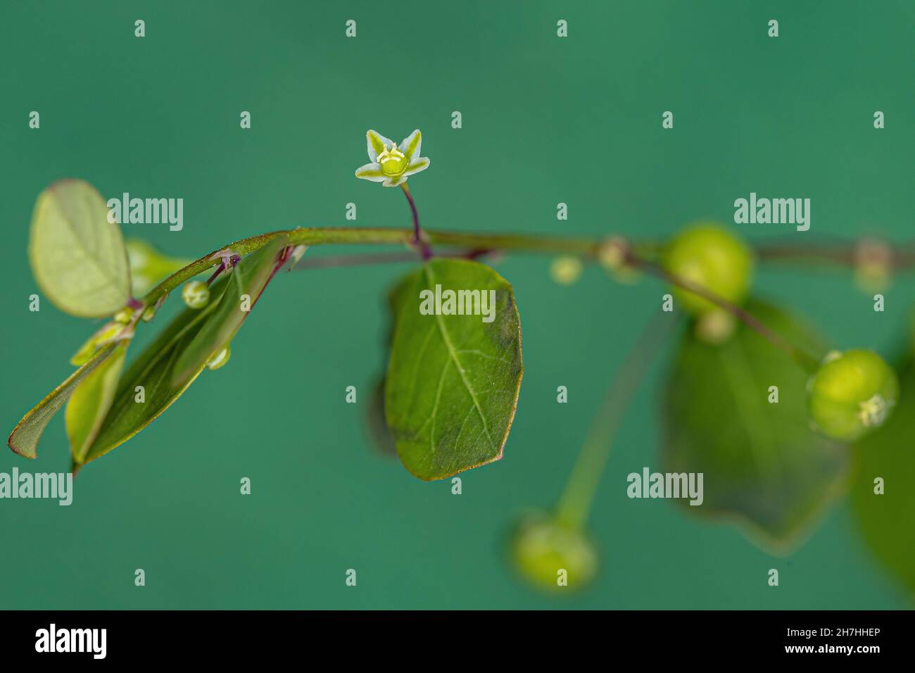 Mascarene Island Leaf-Flower Plant of the species Phyllanthus tenellus ...