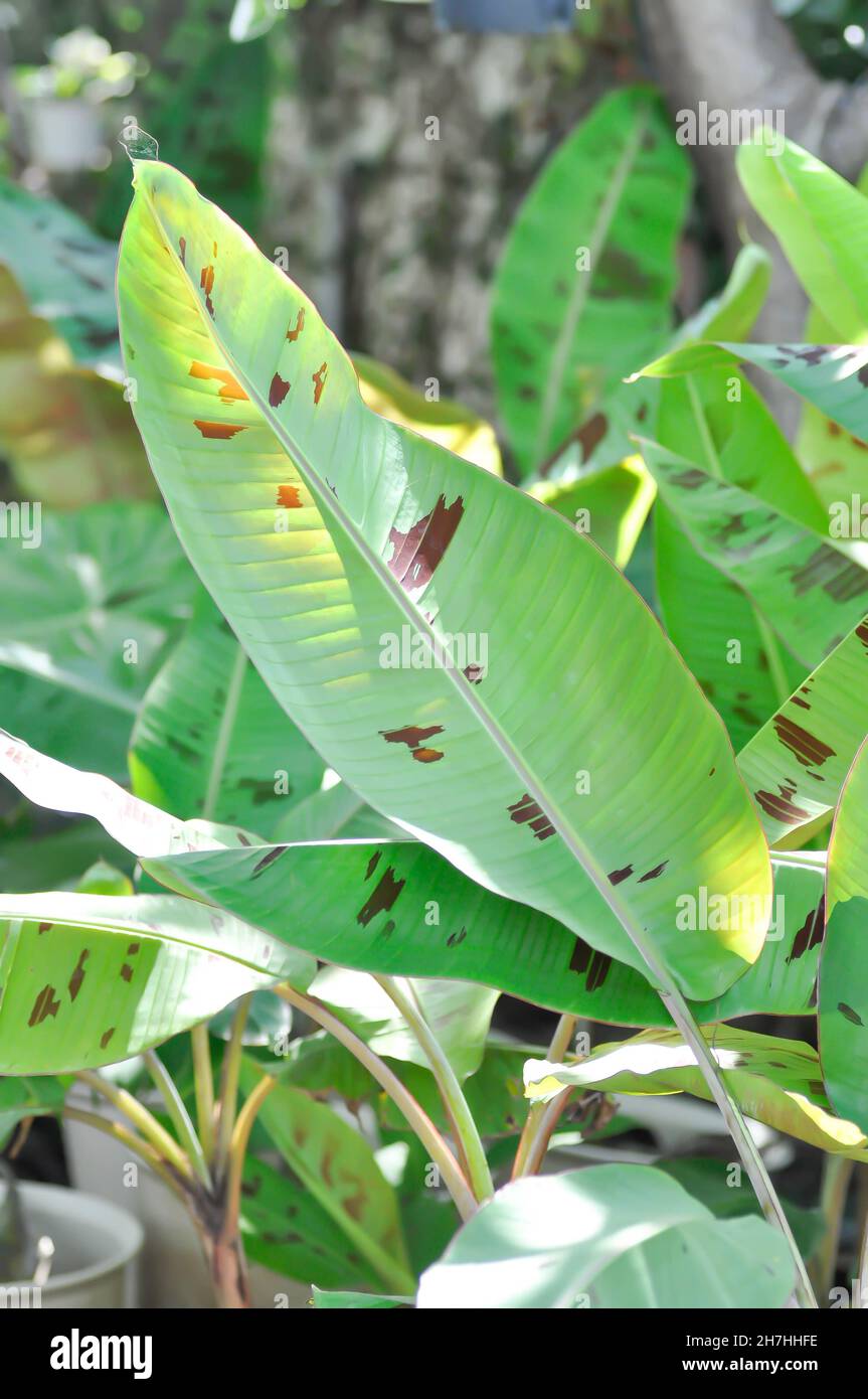banana plant, blood banana or Musa acuminata or Musa balbisiana or ...