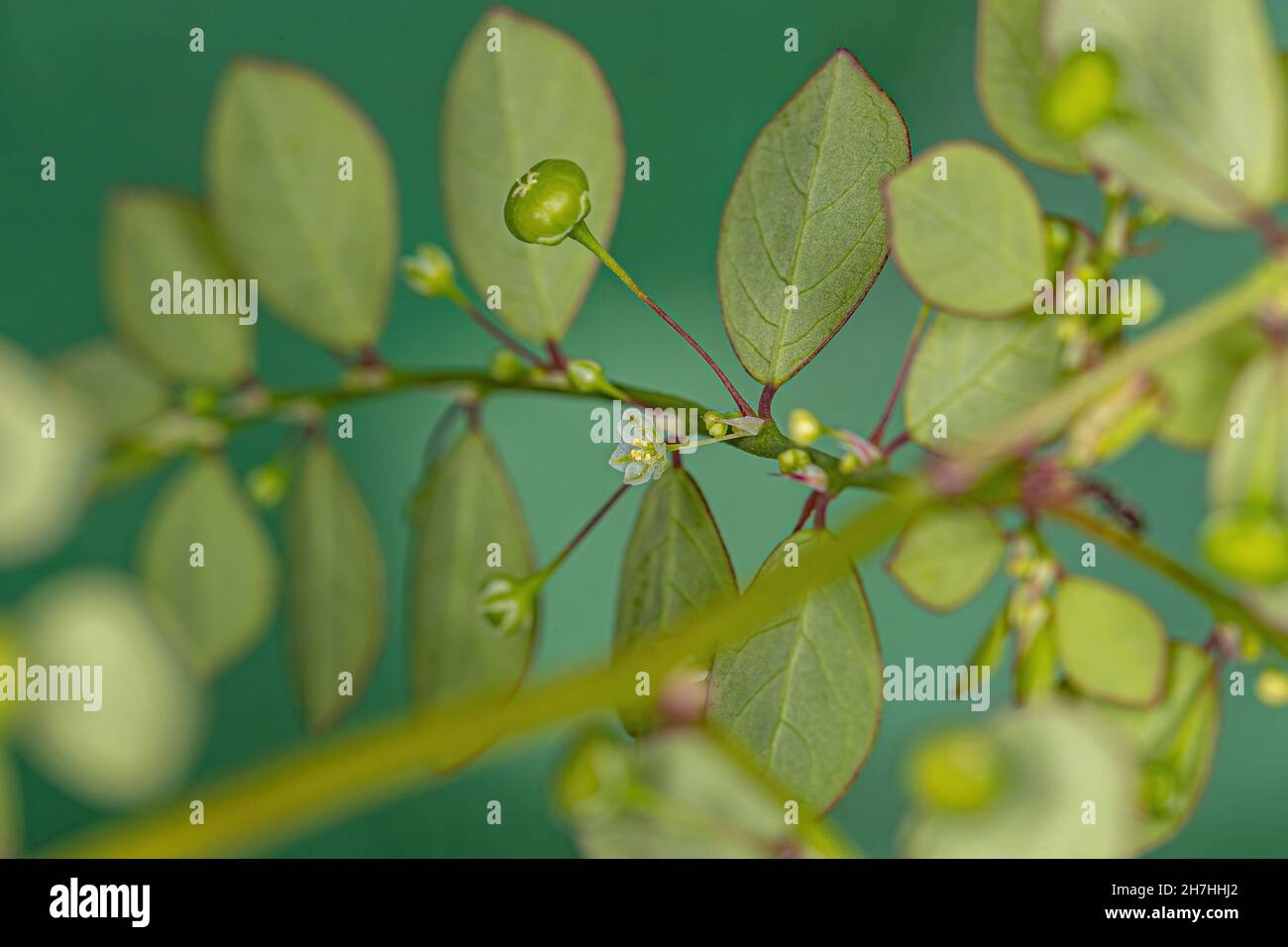 Mascarene Island Leaf-Flower Plant of the species Phyllanthus tenellus ...