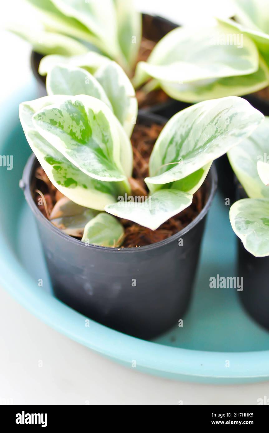 Peperomia obtusifolia , Baby Rubber Plant or Pepper Face or PIPERACEAE ...