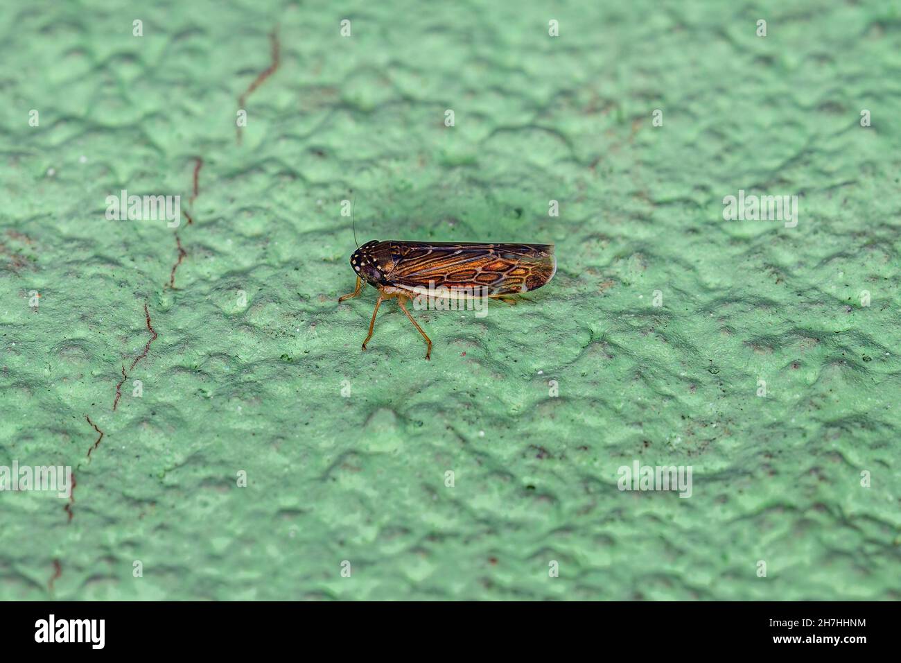 Small adult Typical Leafhopper of the Genus Planicephalus Stock Photo ...
