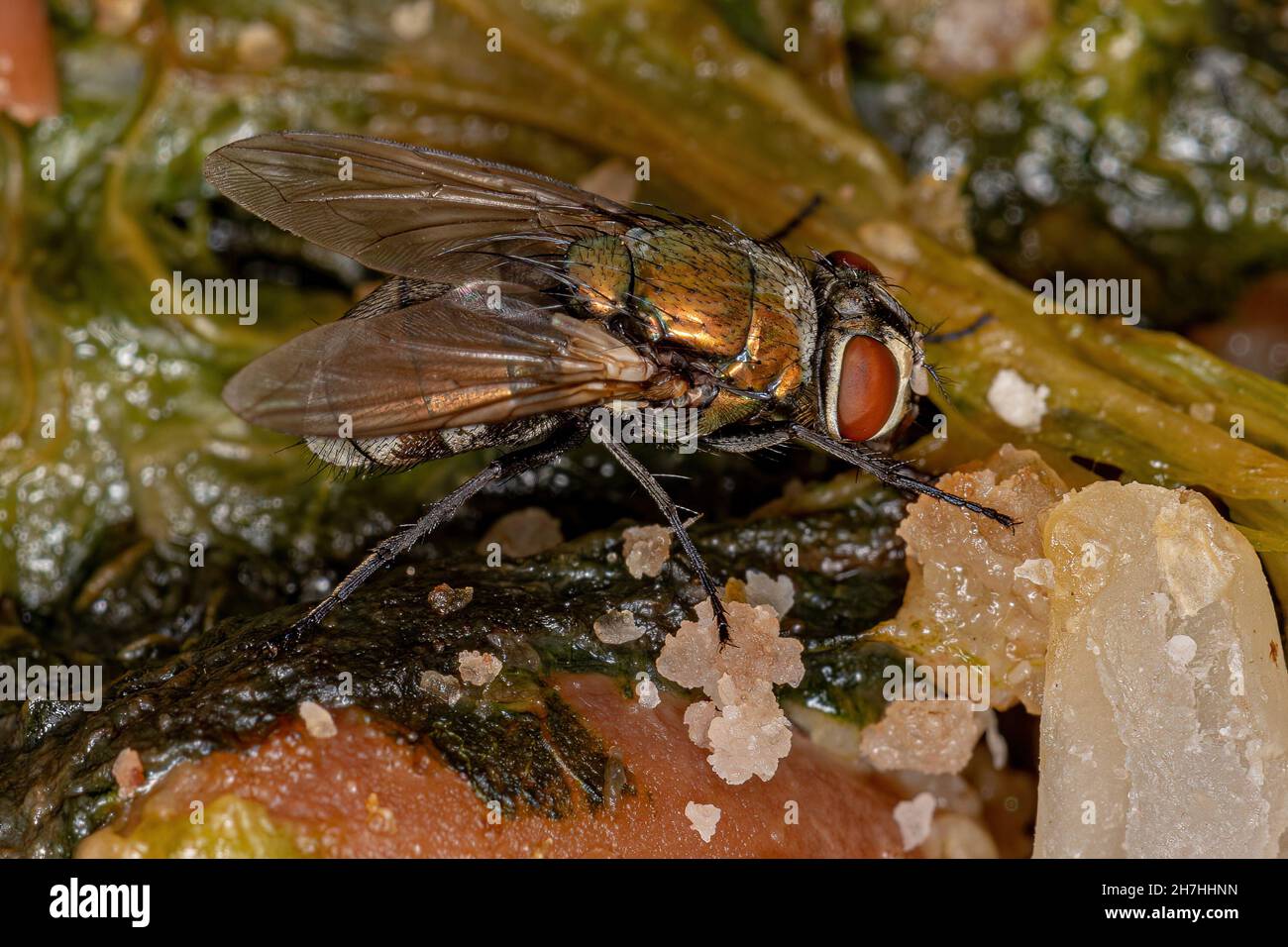 Lucilia cuprina hi-res stock photography and images - Alamy