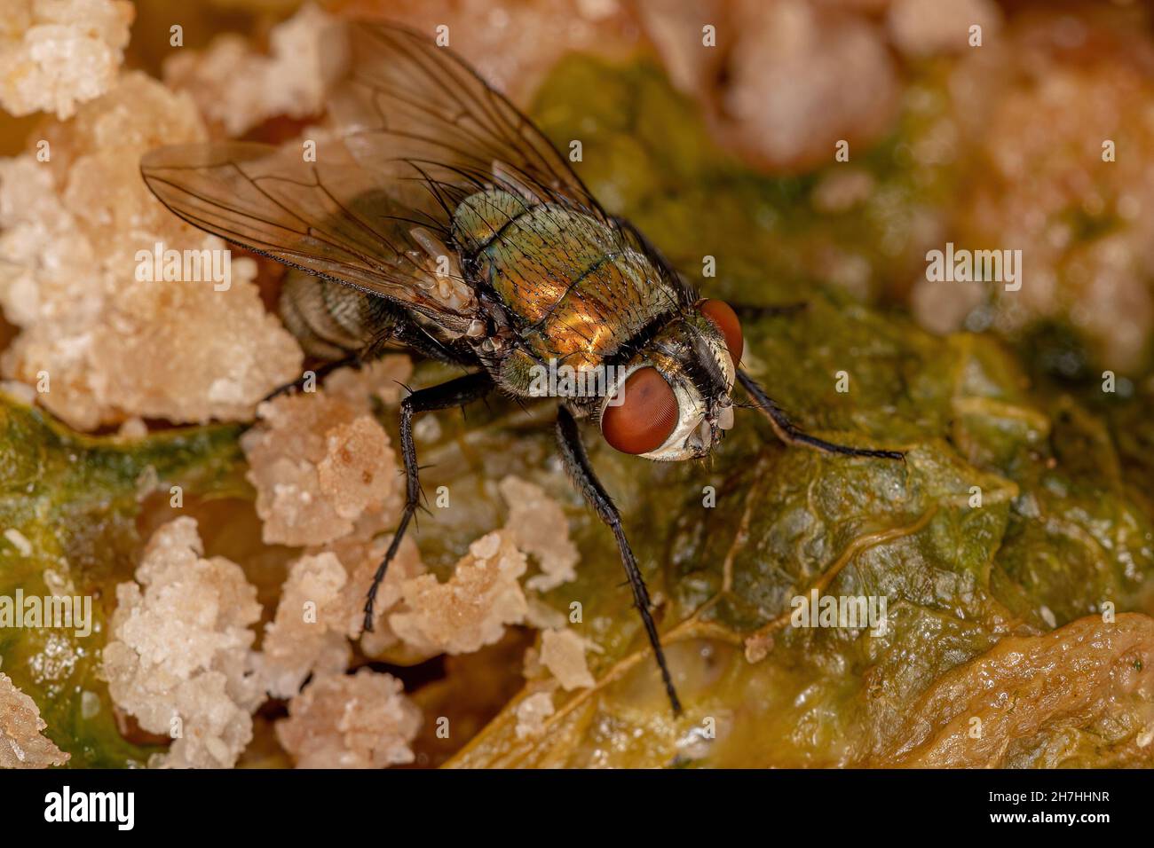 Lucilia cuprina hi-res stock photography and images - Alamy