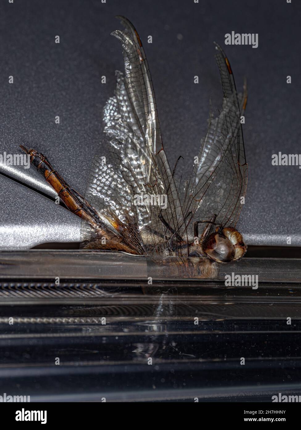 Female Adult Dragonfly Insect of the Family Libellulidae Dead in a car ...