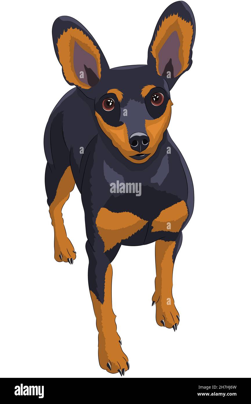 Drawing of a miniature pinscher isolated on a white background. Vector ...