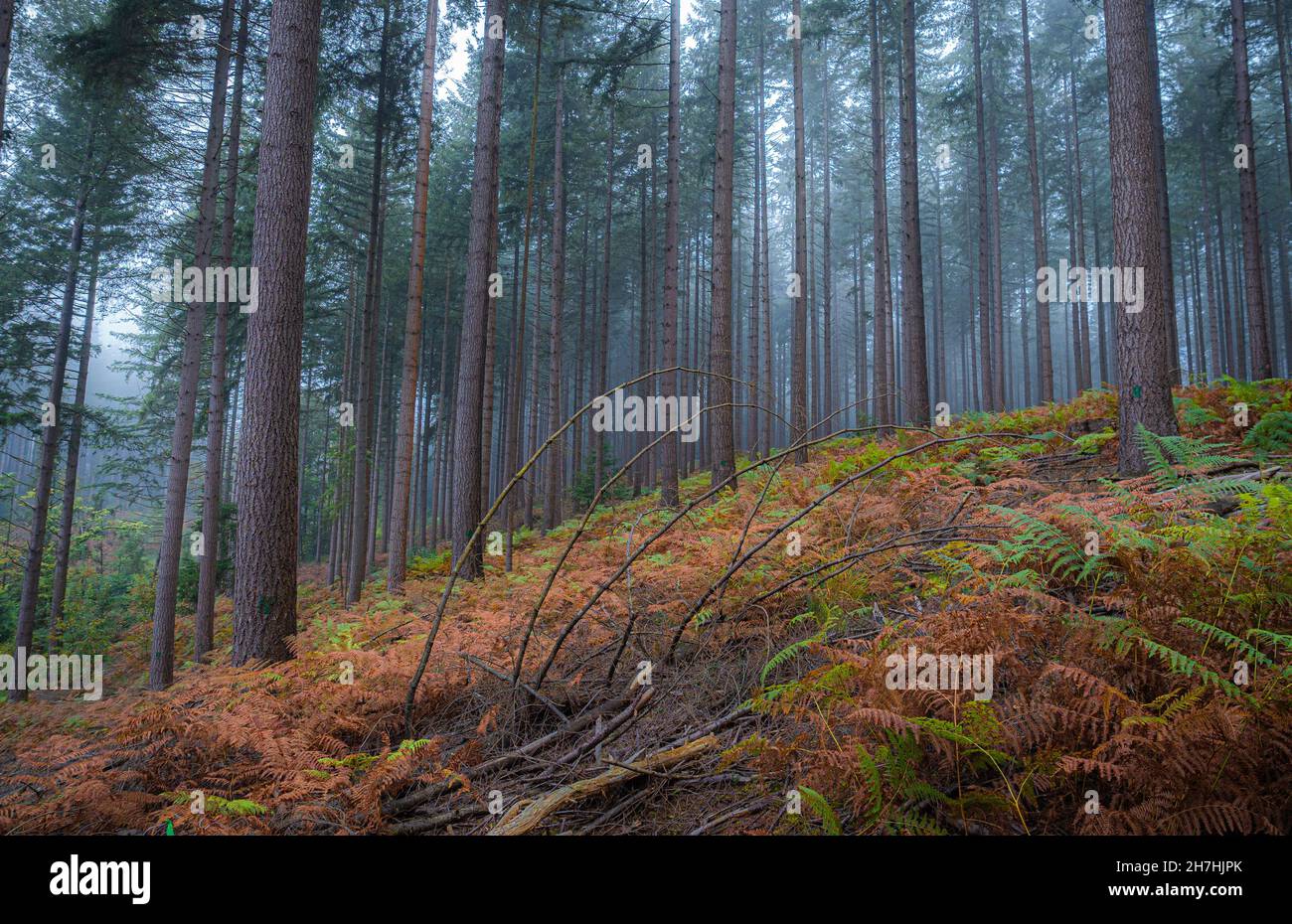 Eerie scenery of the majestic tall trees of enchanting woods of France ...