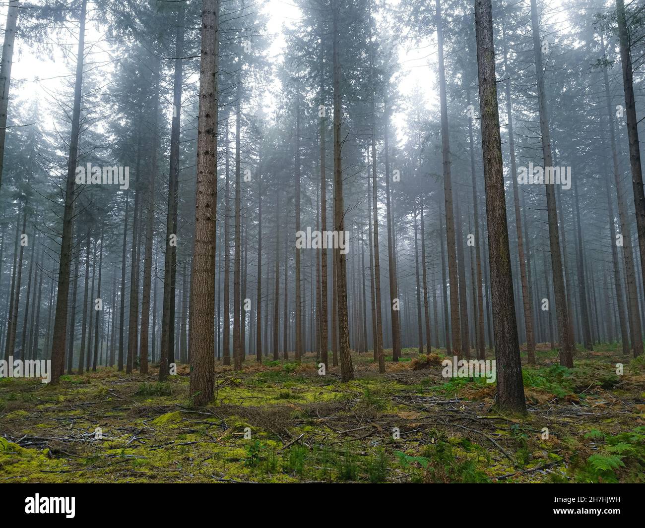 Eerie scenery of the enchanting forest covered in smog at dawn Stock ...