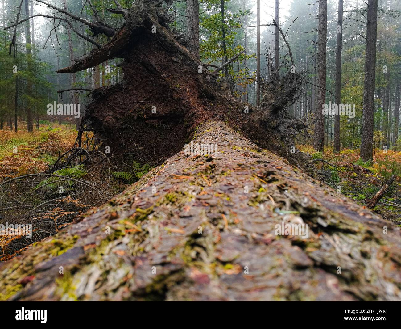 Eerie scenery of a fallen tree in the enchanting woods of France at ...