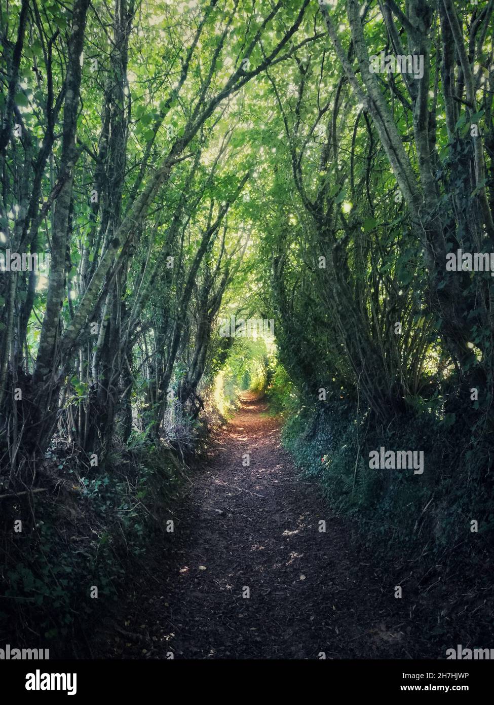 Eerie scenery of a path through the enchanting woods of France in a ...