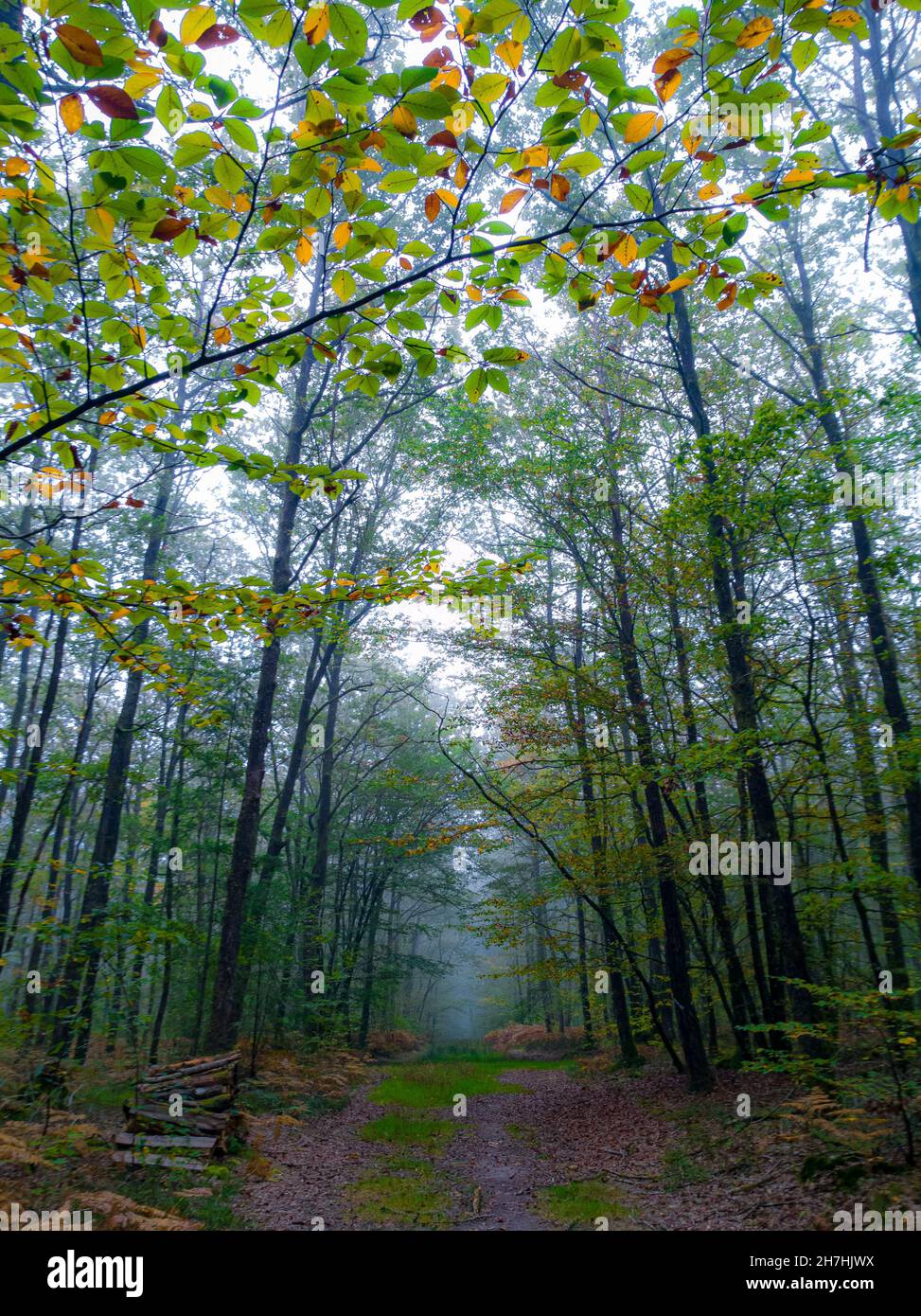 Eerie scenery of a path through the enchanting woods of France in a ...