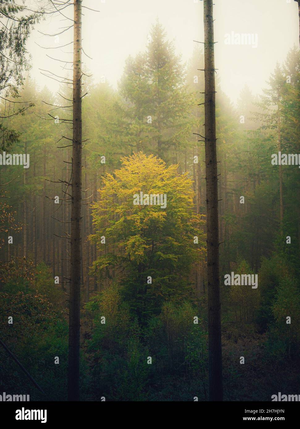 Eerie scenery of the majestic tall trees of an enchanting forest ...