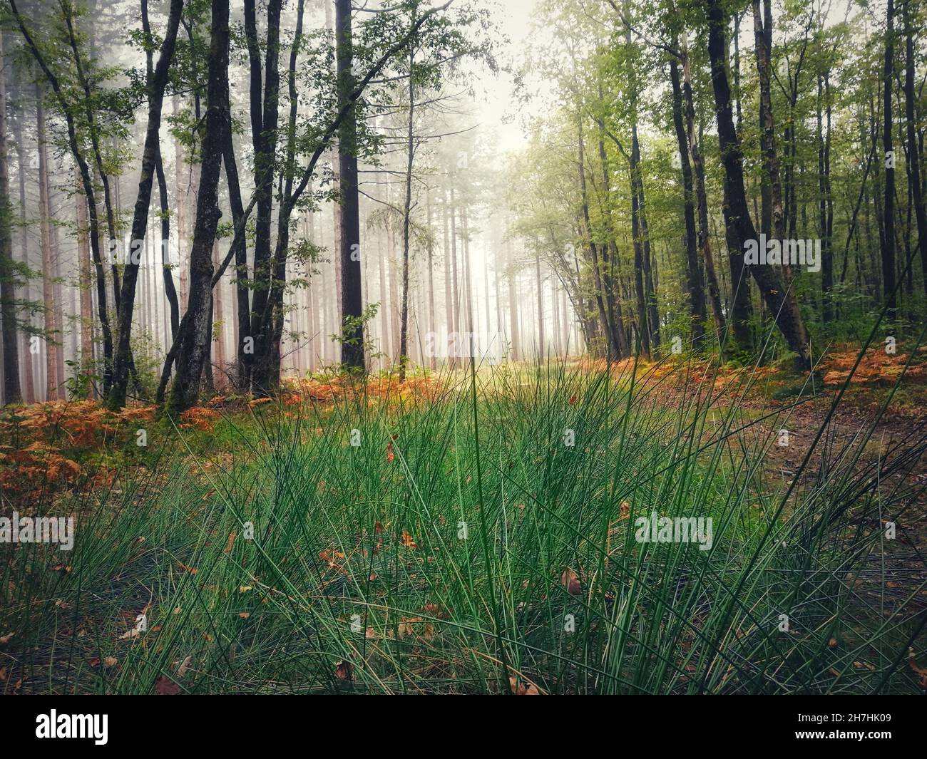 Eerie scenery of the enchanting forest covered in smog at dawn Stock ...