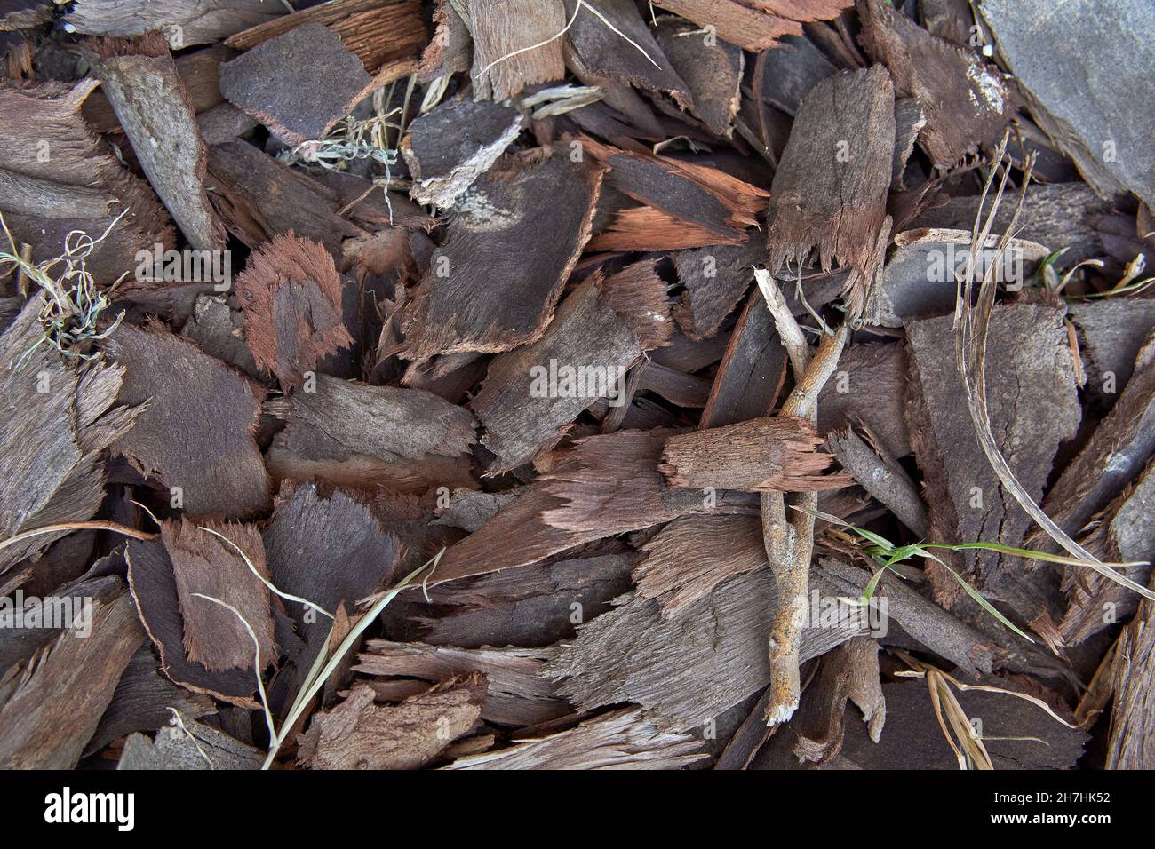 Small pieces of tree bark lie on the ground. Texture, wallpaper. Top ...