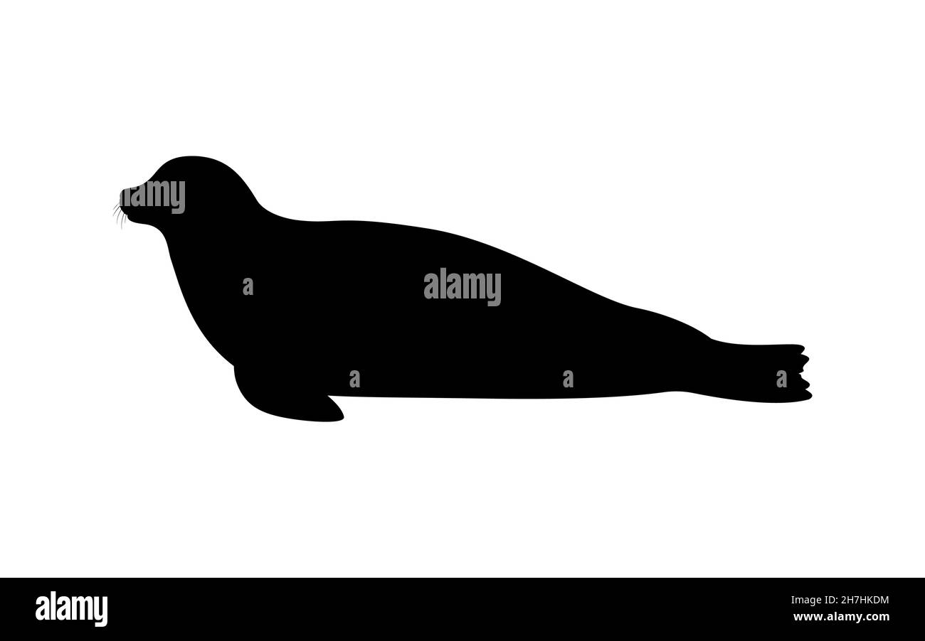 Silhouette of a seal. Vector illustration of black lying seal ...