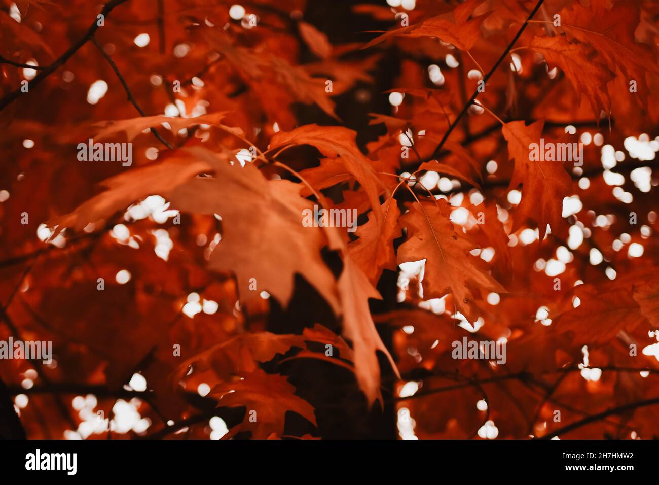 Tree with beautiful red dry leaves on the branches in the park in fall ...