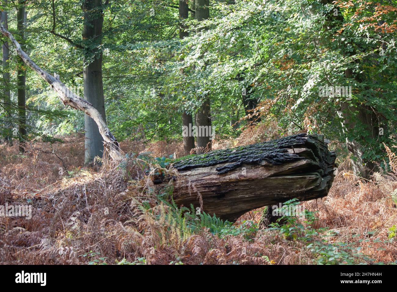 Bright summer day outdoors with a big tree log surrounded by lush ...