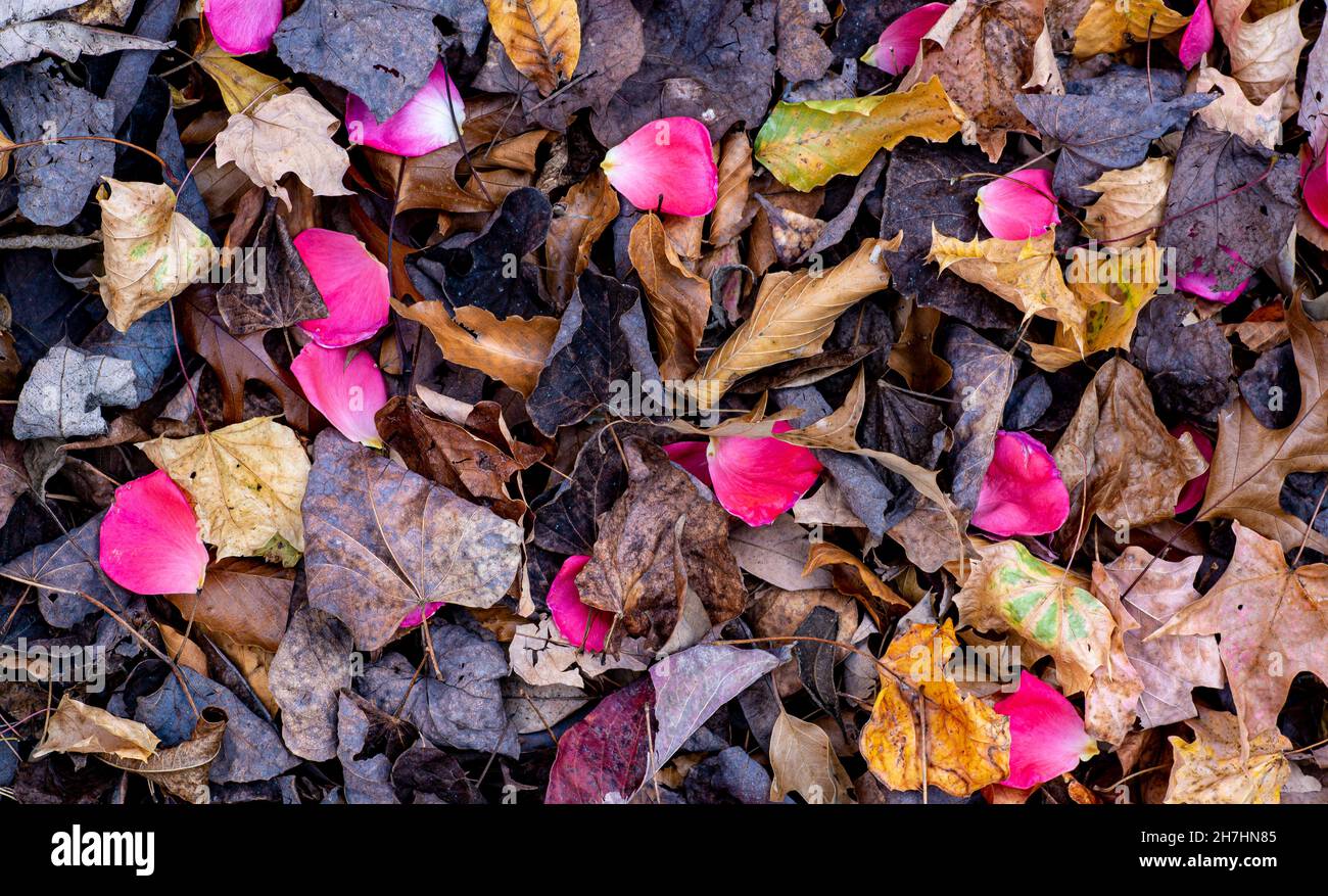 Rose petals leaves scattered hi-res stock photography and images - Alamy