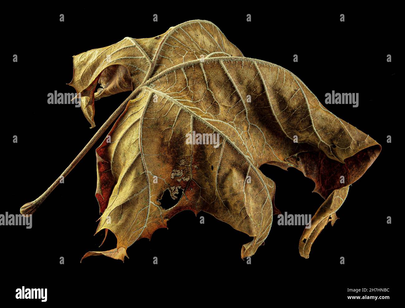 Fallen leaf of sycamore tree (Platanus occidentalis) in autumn Stock ...