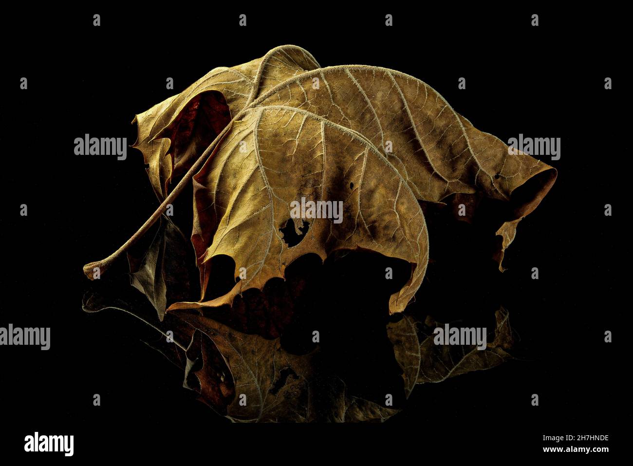 Fallen leaf of sycamore tree (Platanus occidentalis) in autumn, with ...