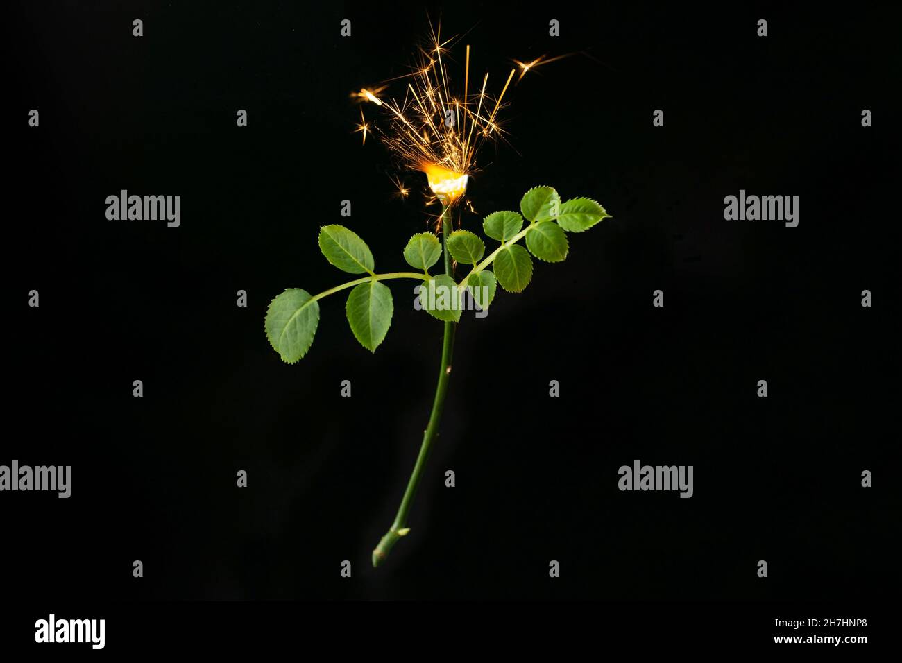 rose leaves with a blooming flower made of sparks, Sparkler flower ...