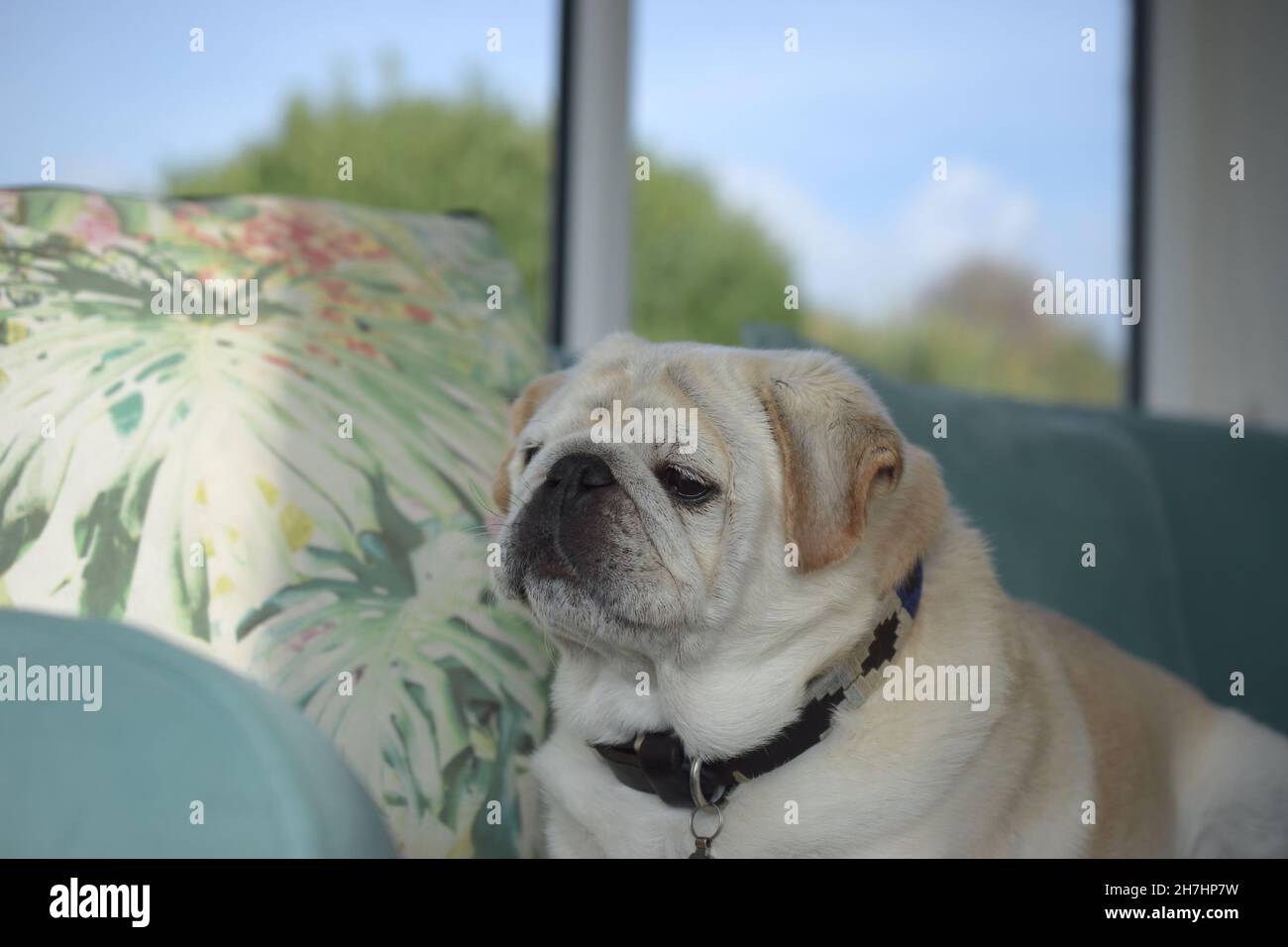 Pug dog with serious face at home by the window Stock Photo - Alamy