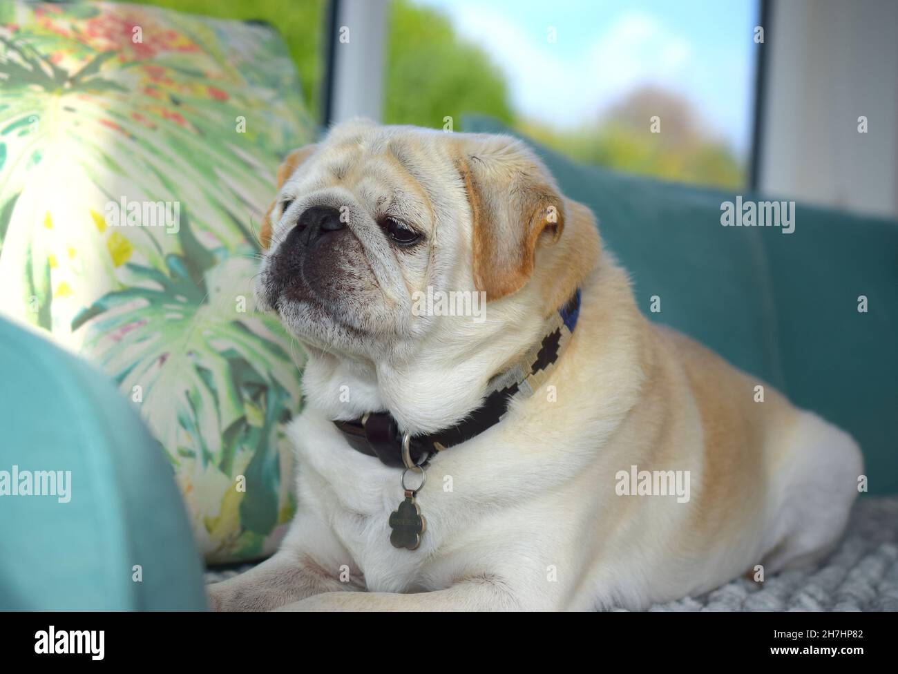 Pug dog with serious face at home by the window Stock Photo - Alamy