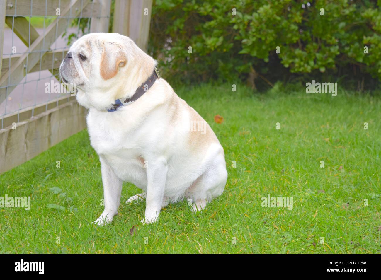 Serious pug dog is waiting by the gate in a garden Stock Photo - Alamy