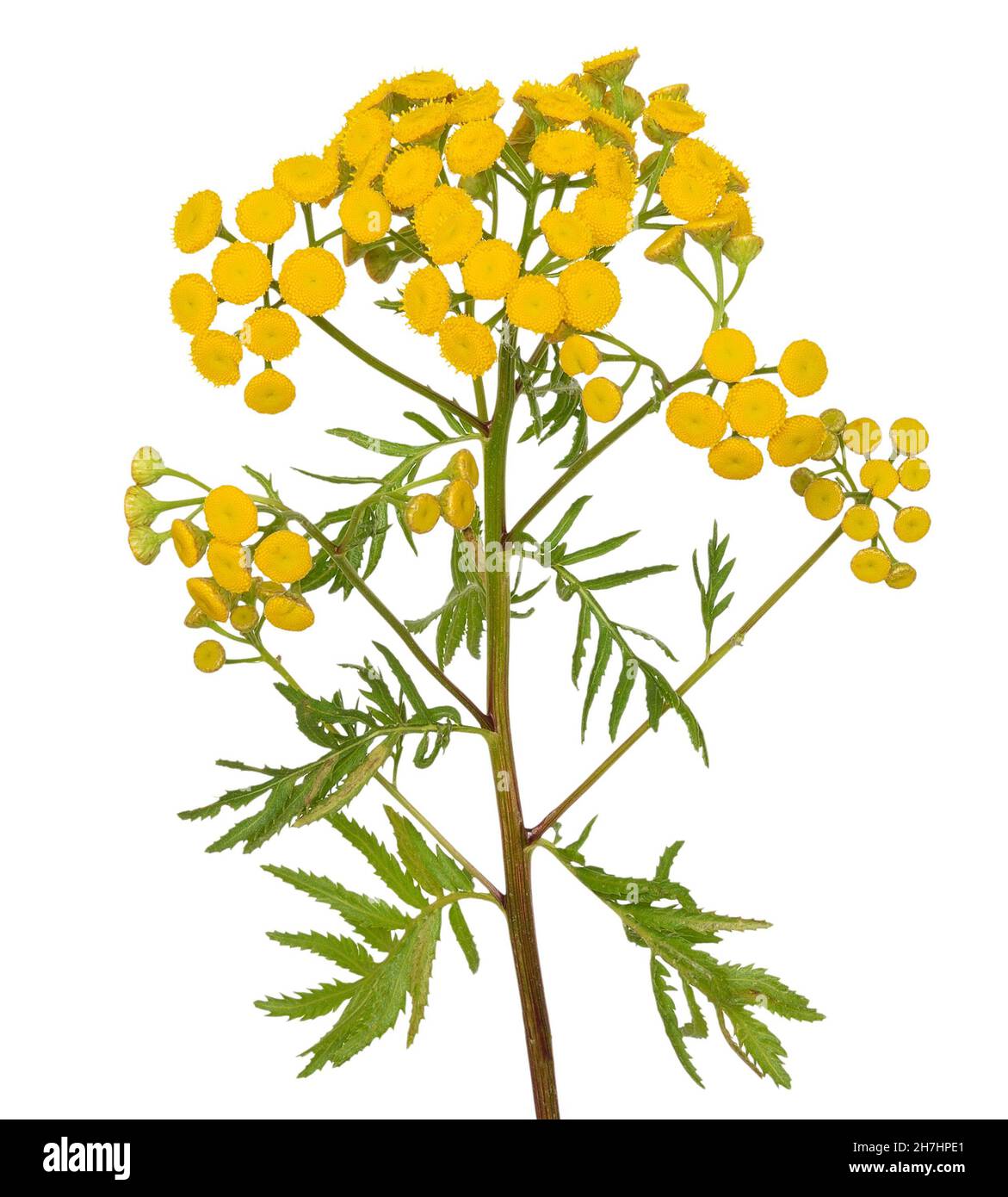 Tansy (Tanacetum Vulgare) flower isolated on a white background Stock ...