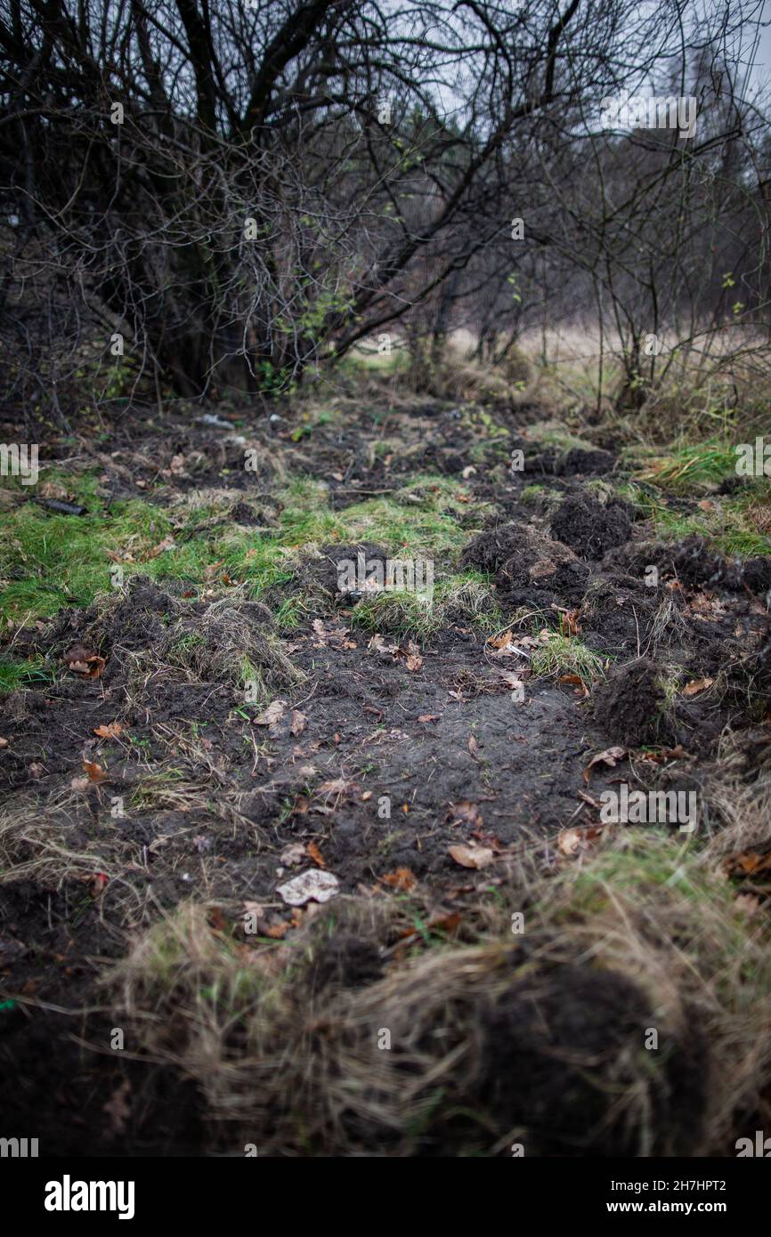 Feral hogs hi-res stock photography and images - Alamy