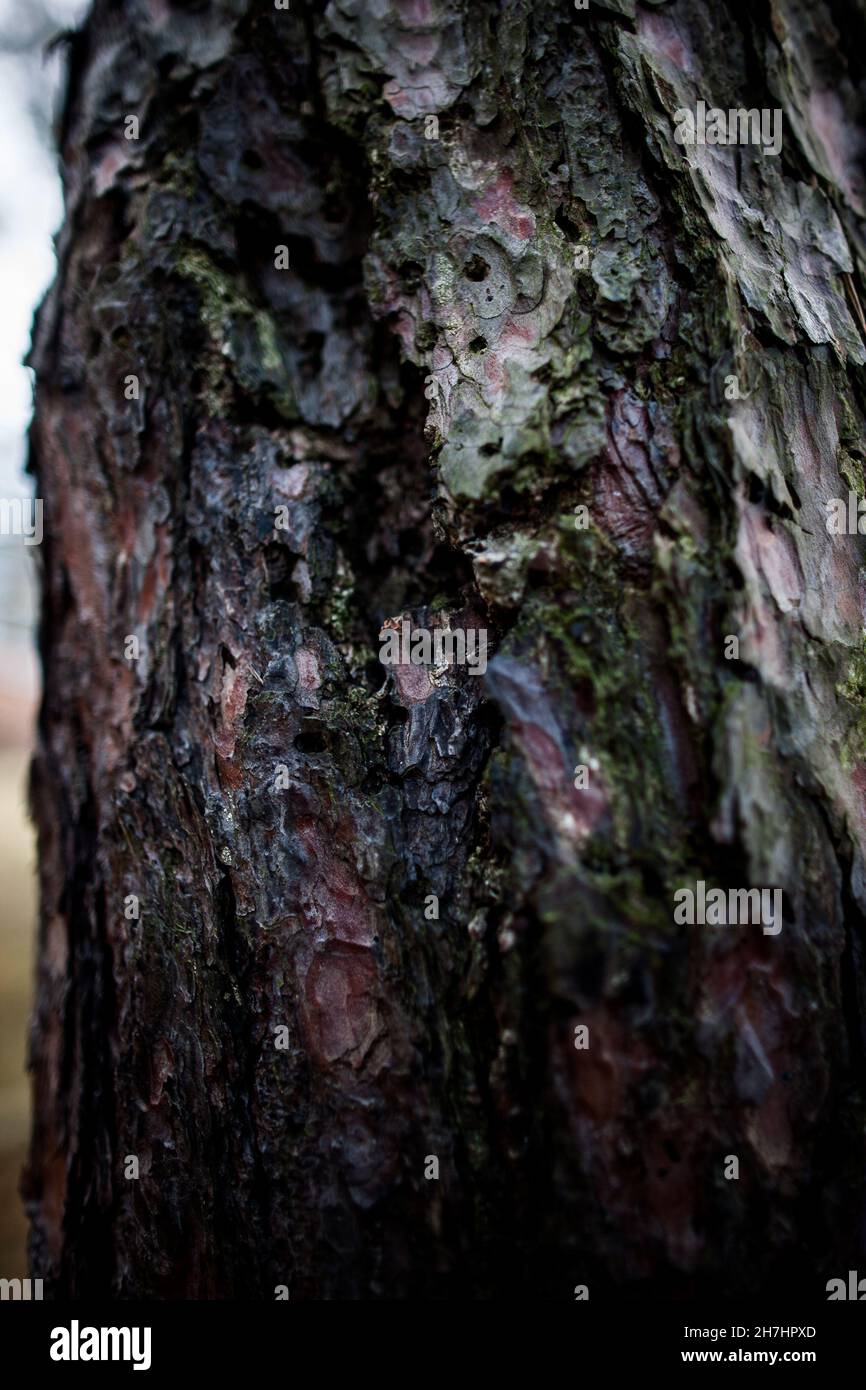 Tree trunk close up with sky in background Beautiful colorful Textured ...