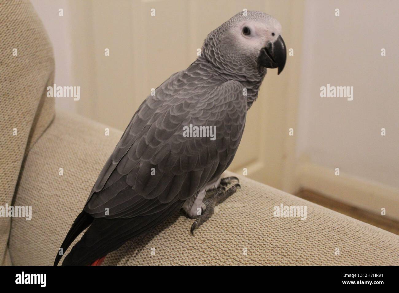 Fluffy parrot hi-res stock photography and images - Alamy