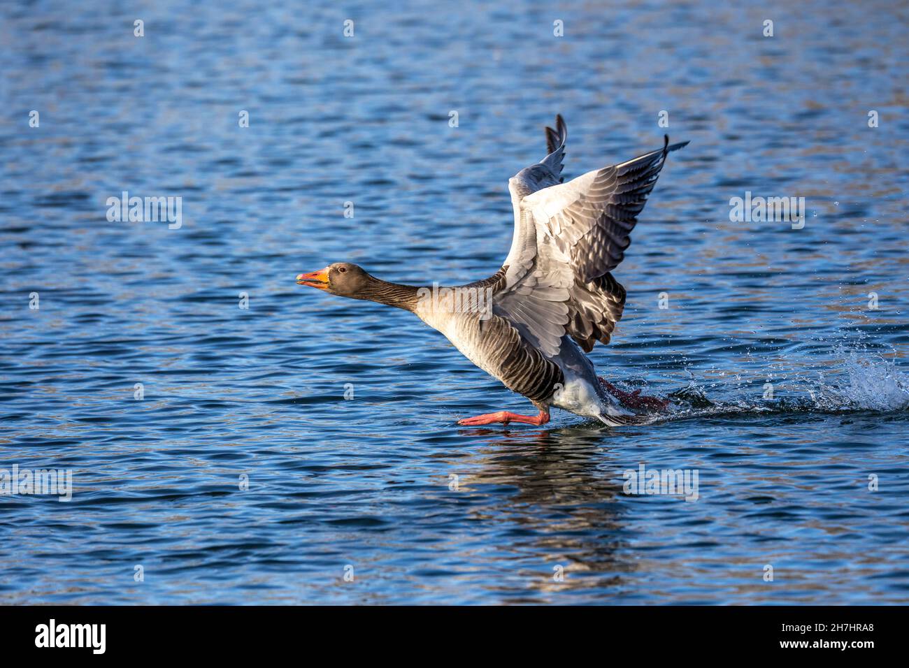 The greylag goose, Anser anser is a species of large goose in the ...