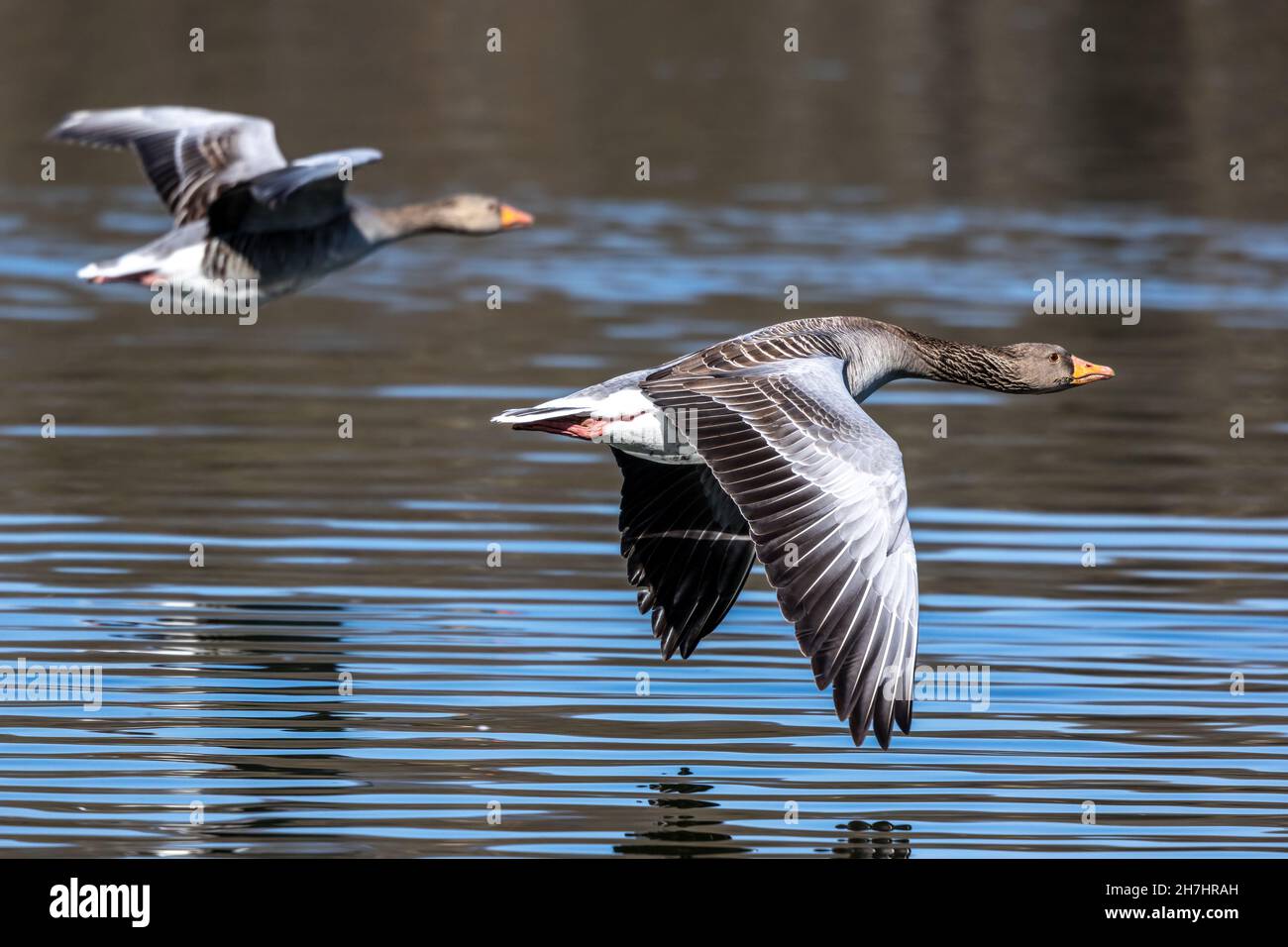 The greylag goose, Anser anser is a species of large goose in the ...