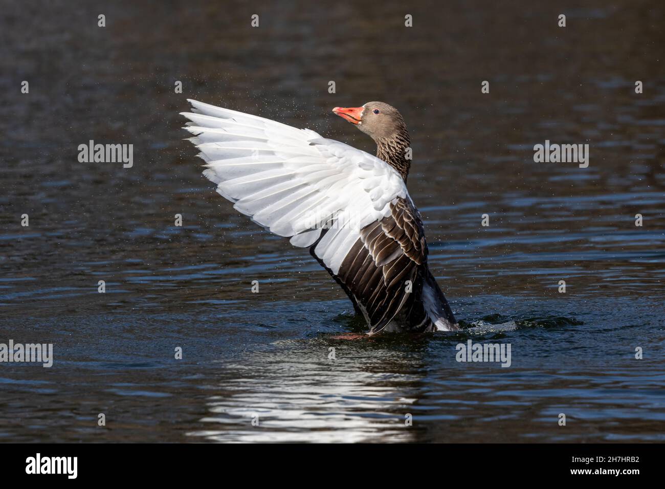 The greylag goose, Anser anser is a species of large goose in the ...