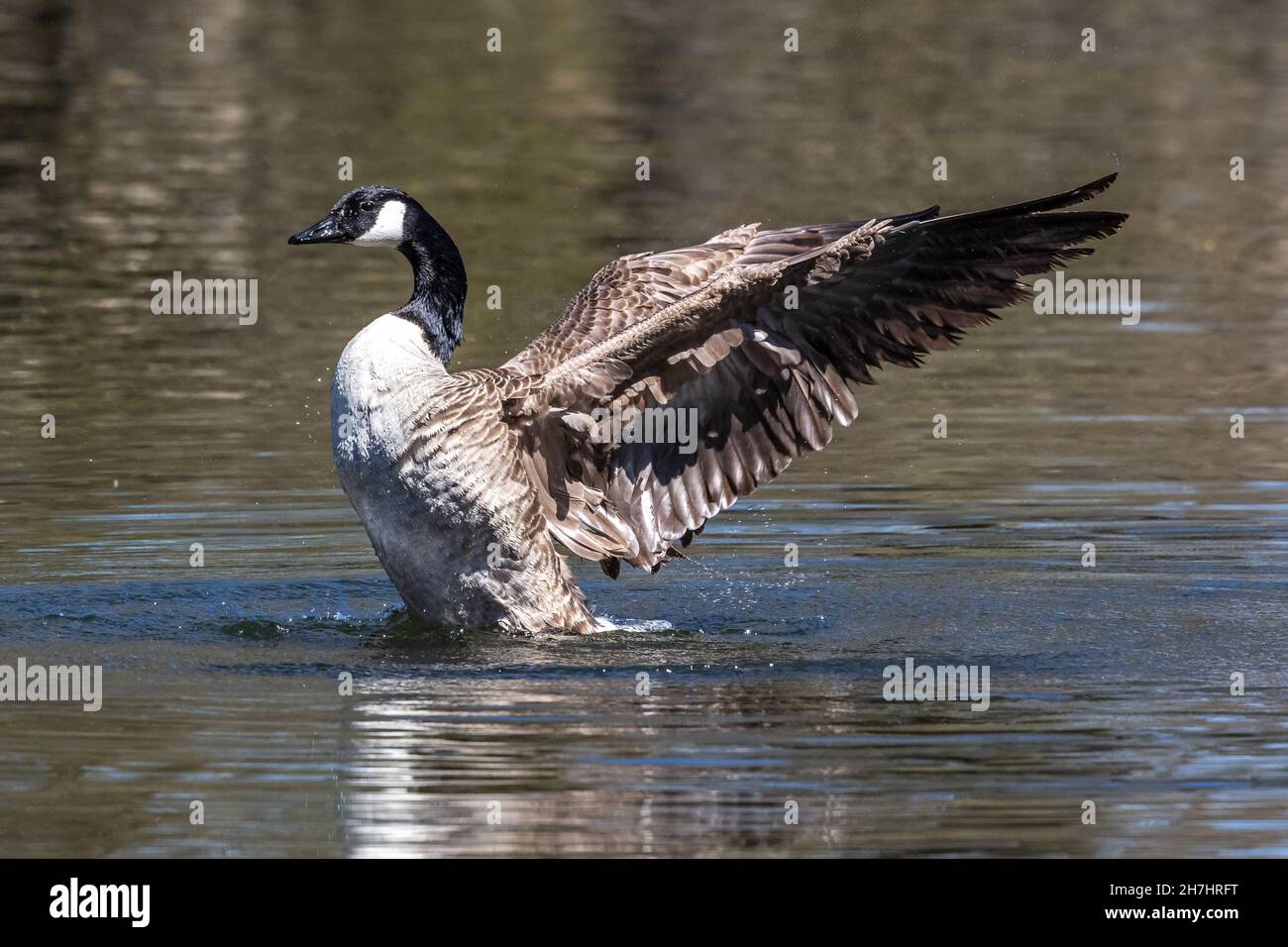 The Canada Goose, Branta canadensis at a Lake near Munich in Germany ...