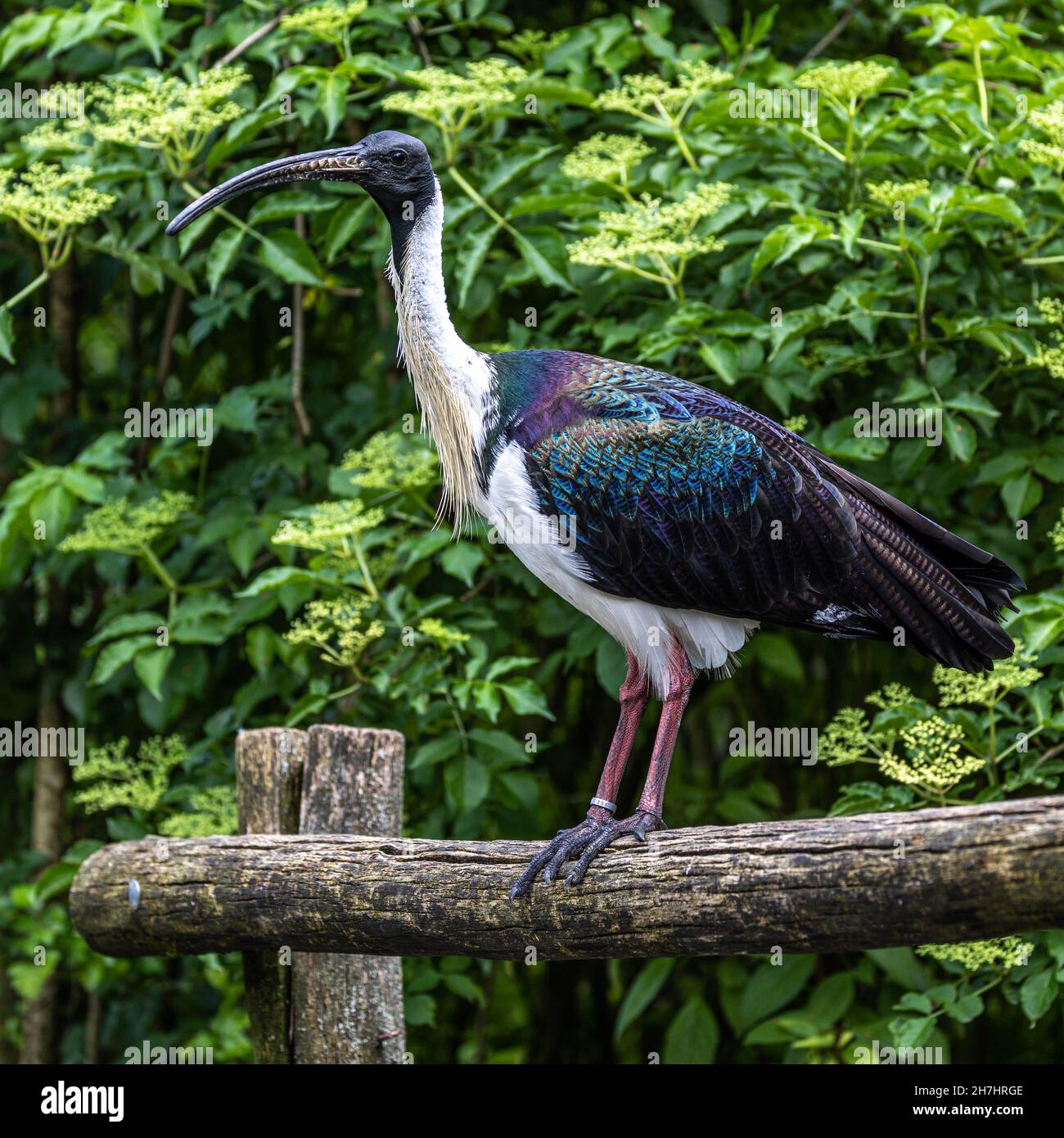 The Straw-necked Ibis, Threskiornis spinicollis is a bird of the ibis ...