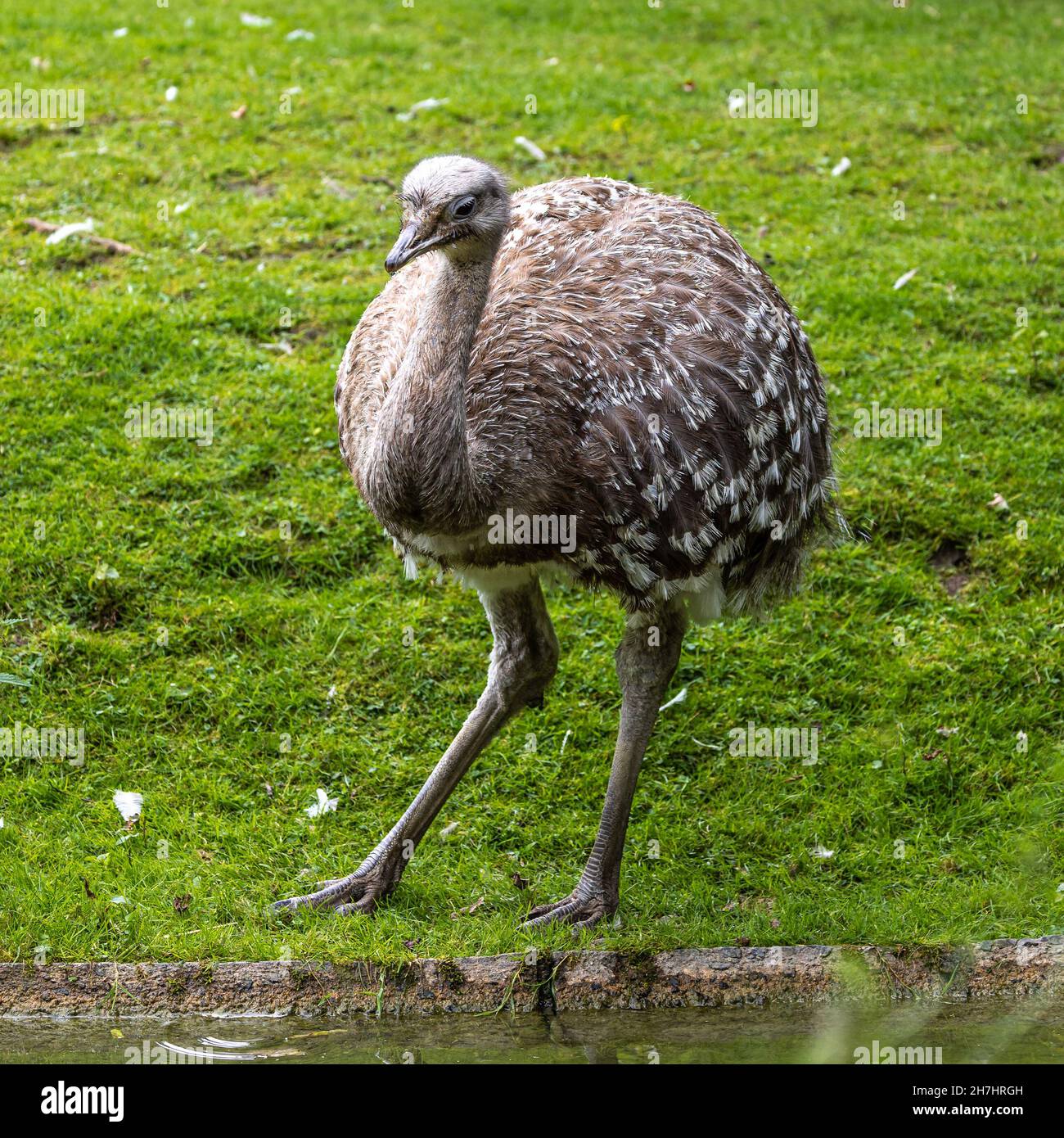 Darwin's rhea, Rhea pennata also known as the lesser rhea. It is a ...
