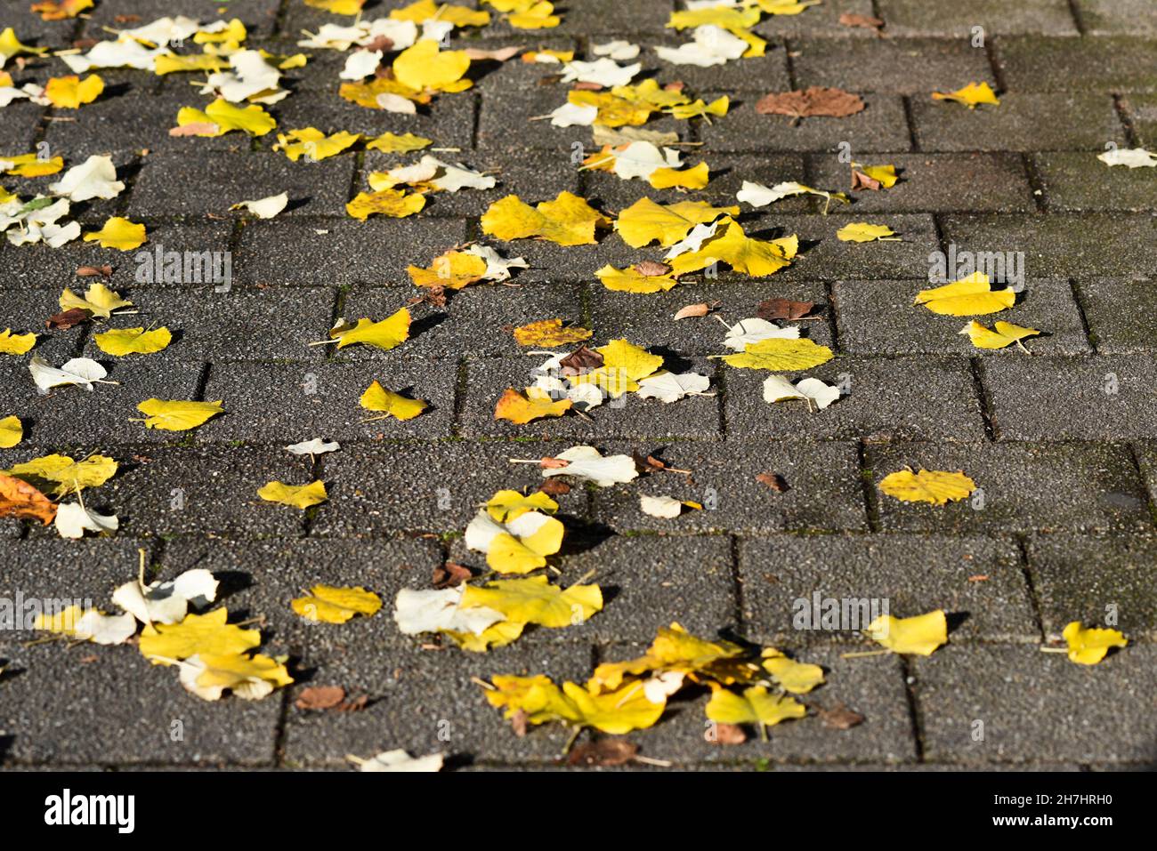 Autumn leaves lying on the pavement in the fall season Stock Photo - Alamy