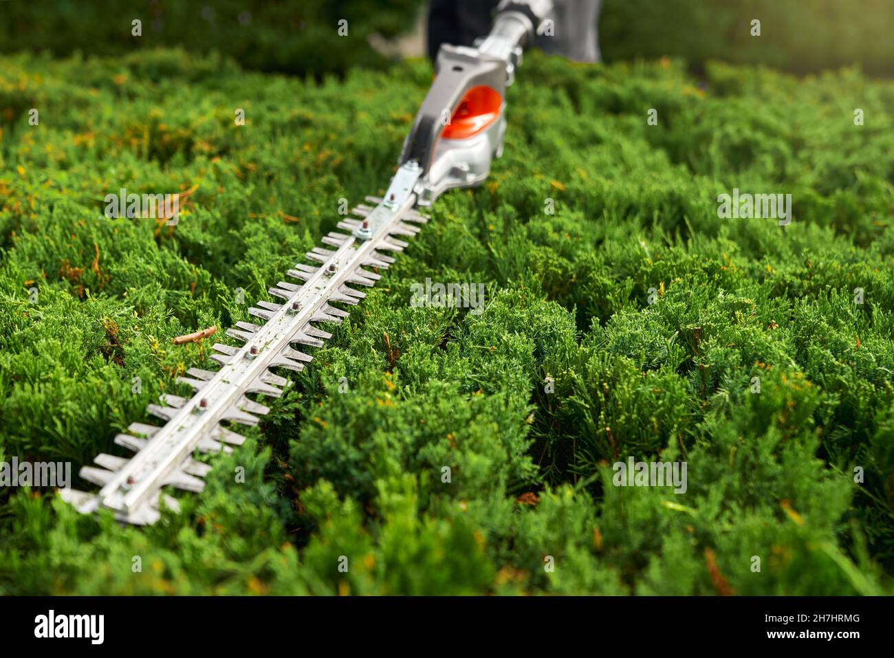 Close up of male gardener using electric hedge trimmer for cutting ...