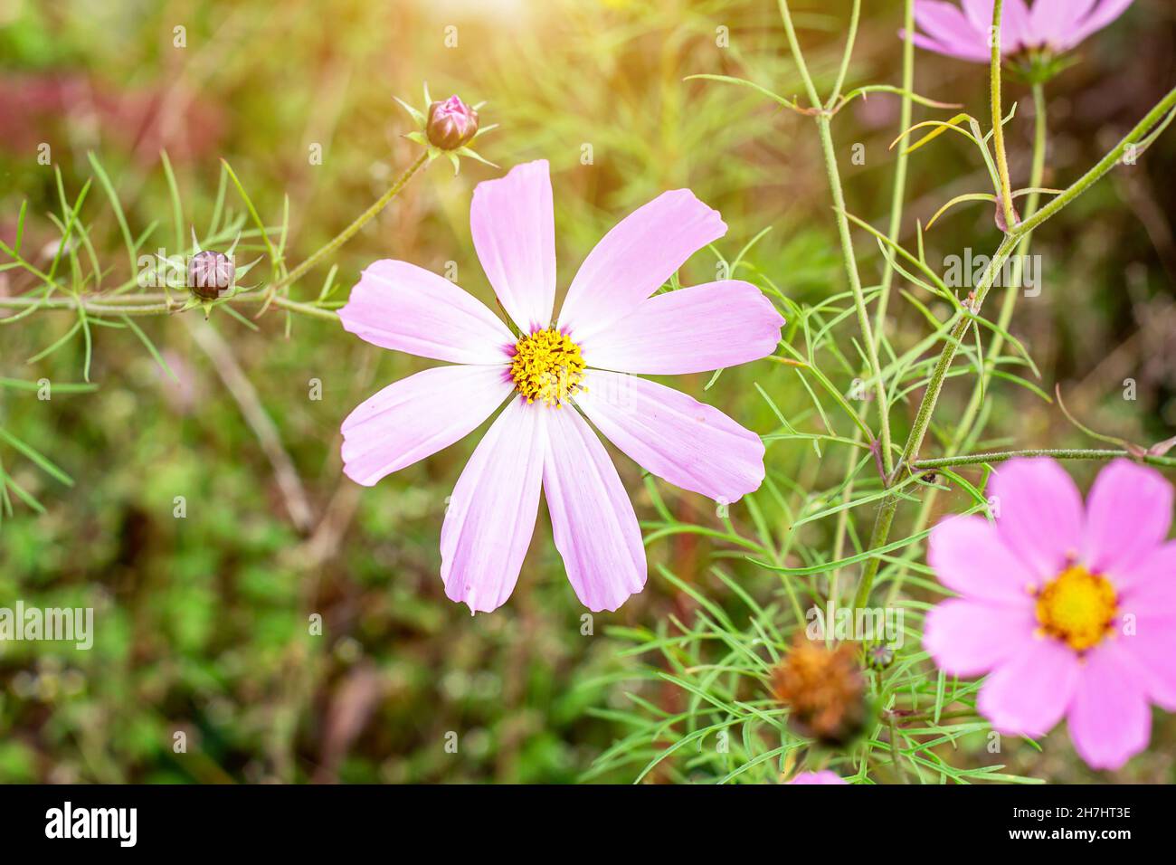 Fresh bright pink Cosmos flowers in the garden on green grass ...