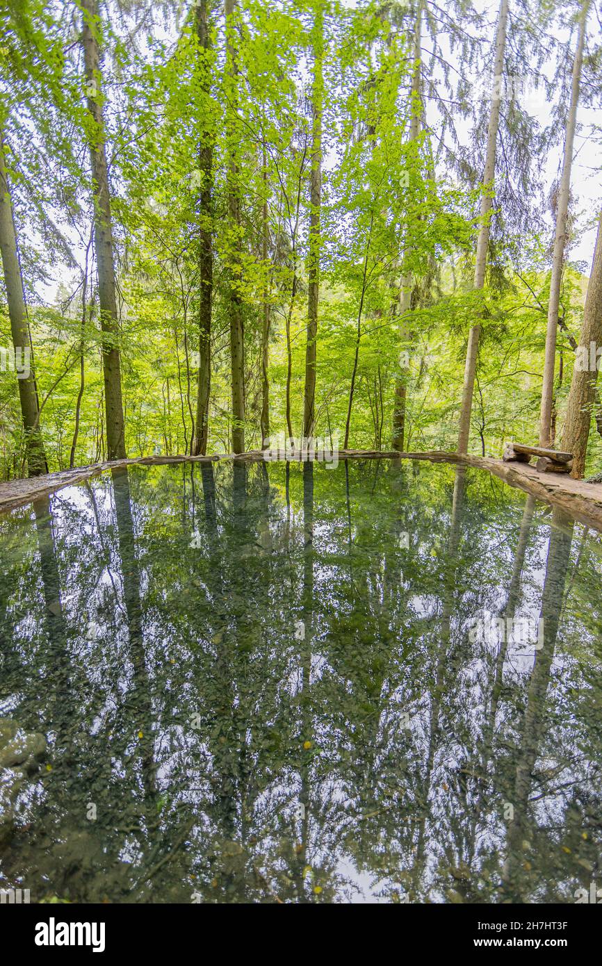 Green foliage trees reflected on the surface of the crystalline ...