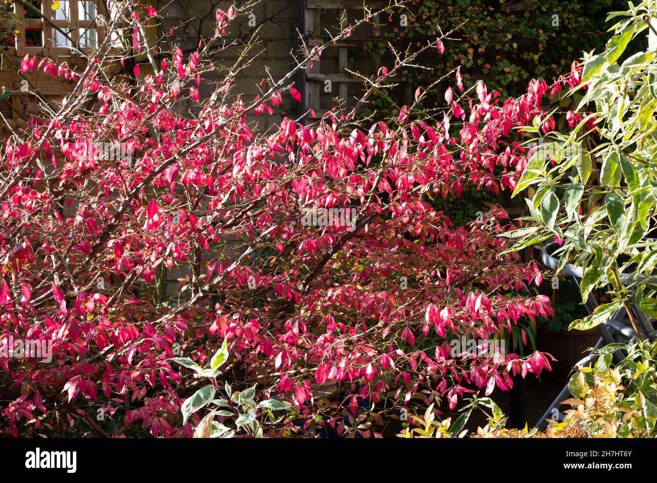 Euonymus, burning bush and Buddleja davidii Harlequin Stock Photo - Alamy