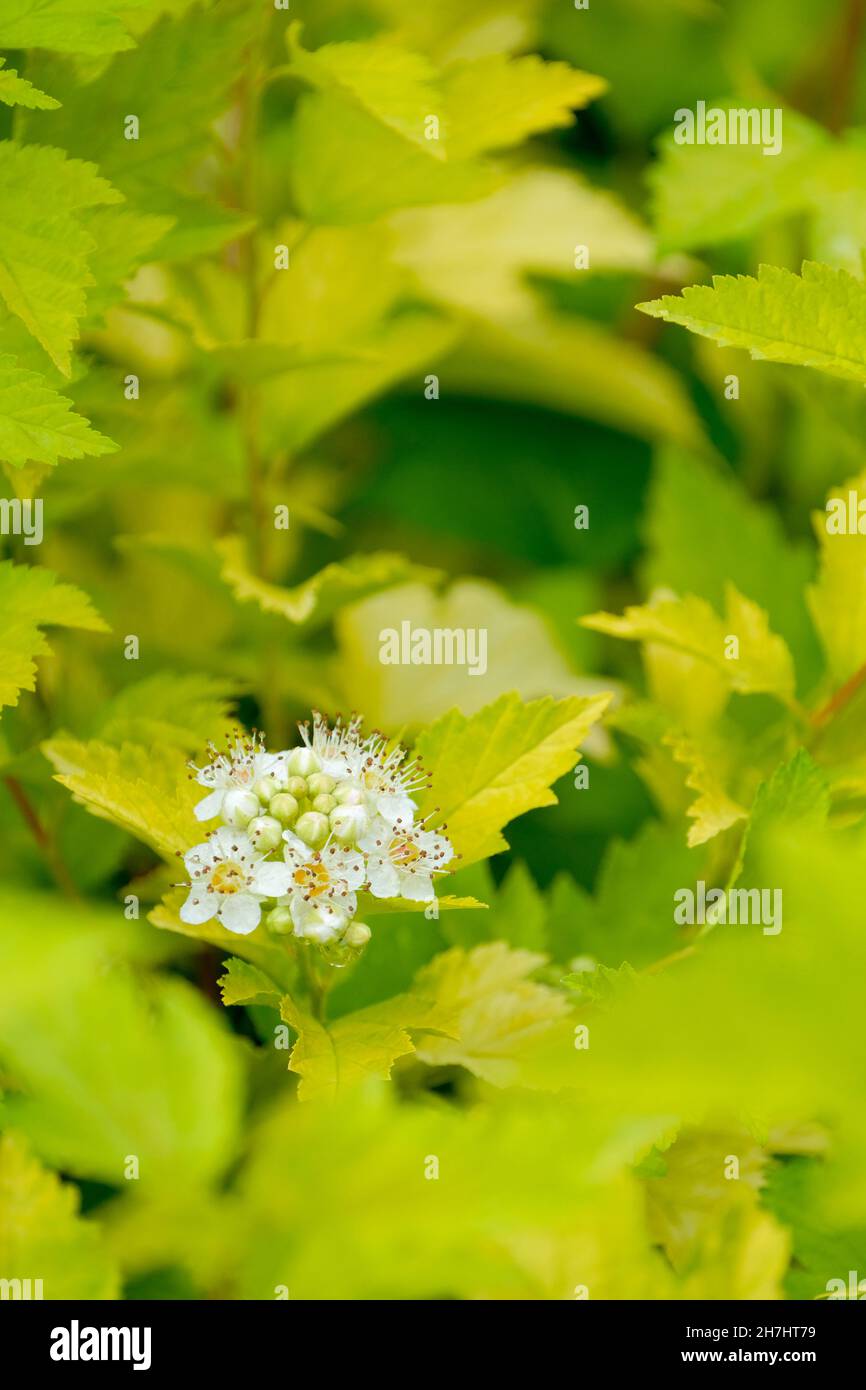 Physocarpus opulifolius 'Nugget', Ninebark 'Nugget', Spiraea ...