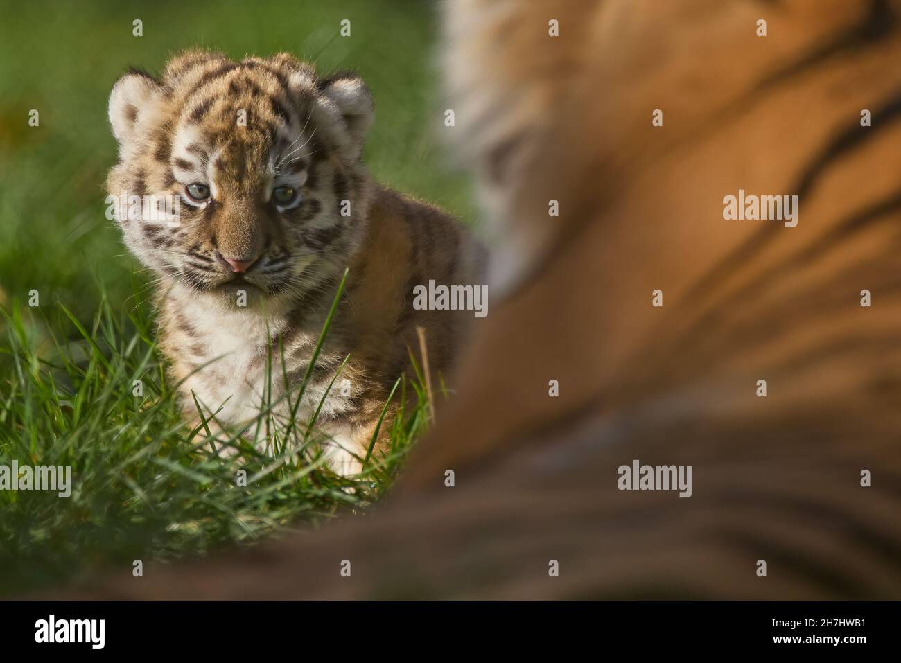 Siberian tiger cub hi-res stock photography and images - Alamy